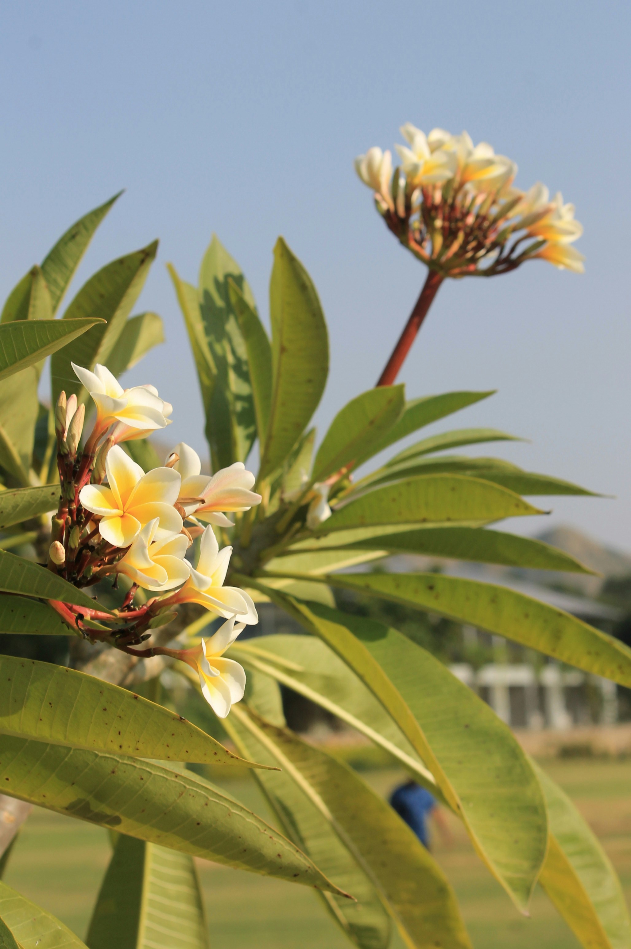 Sunlit Plumeria Cluster Framing a Quiet Blue Sky