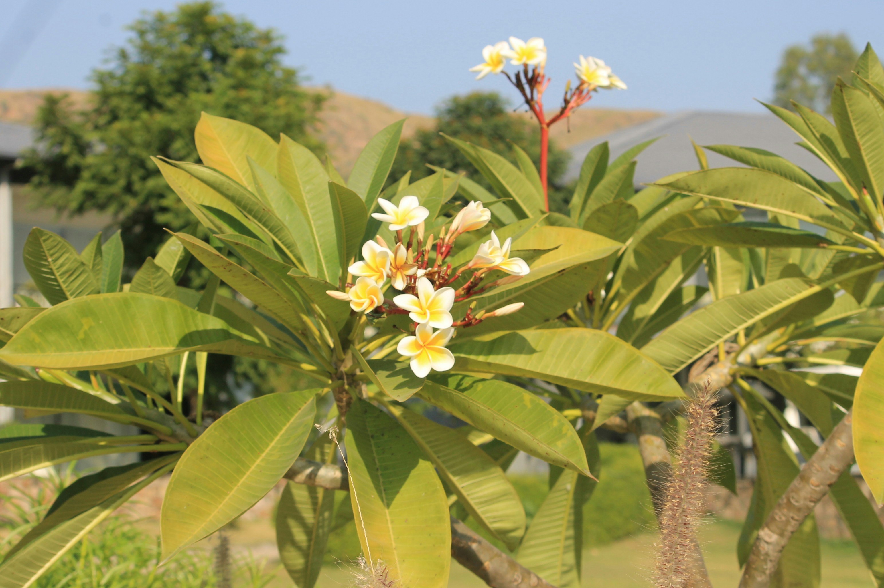 a bunch of flowers that are on a tree