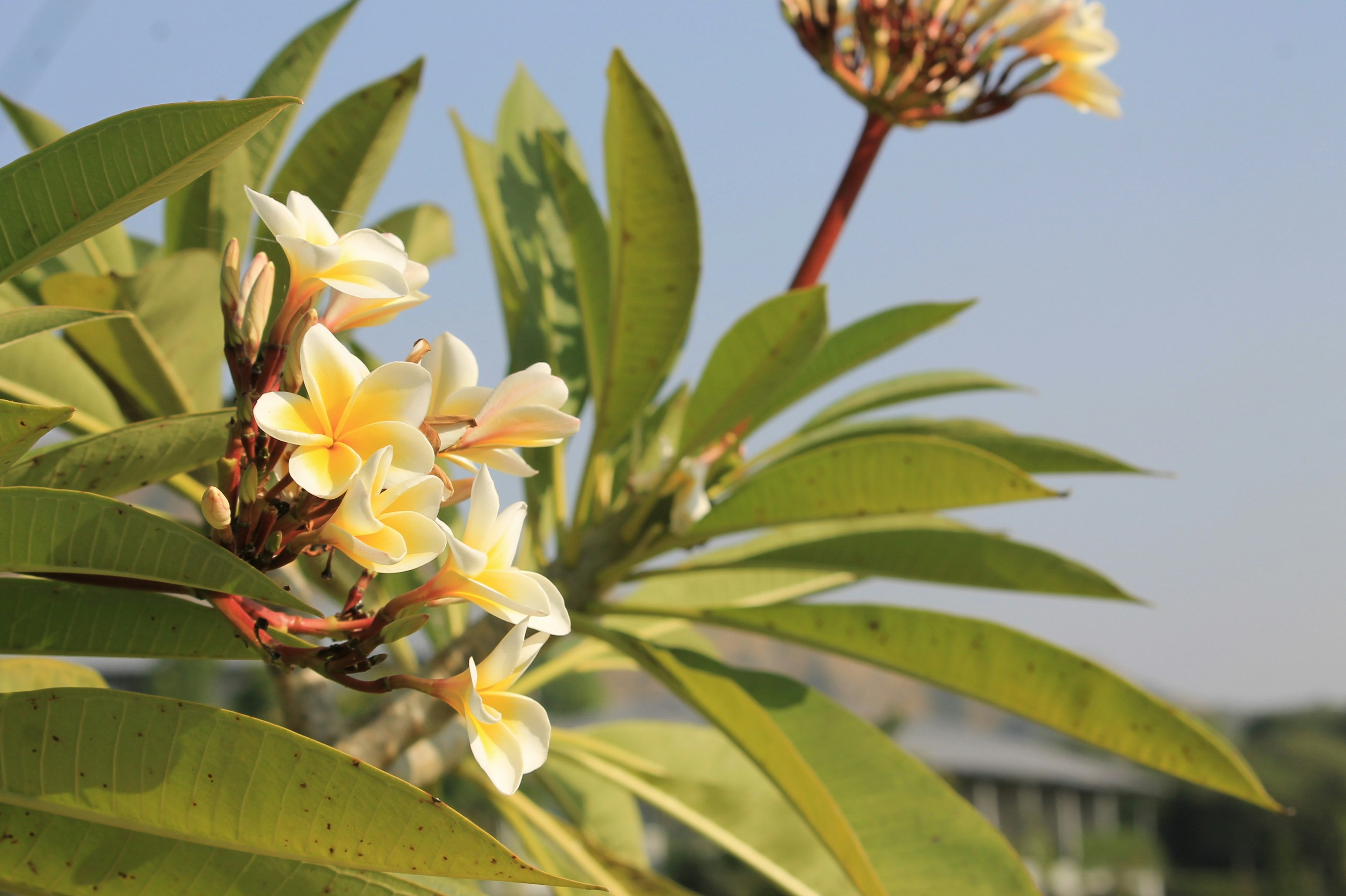 Plumeria in Focus: A Sunlit Cluster Against a Soft Blue Sky