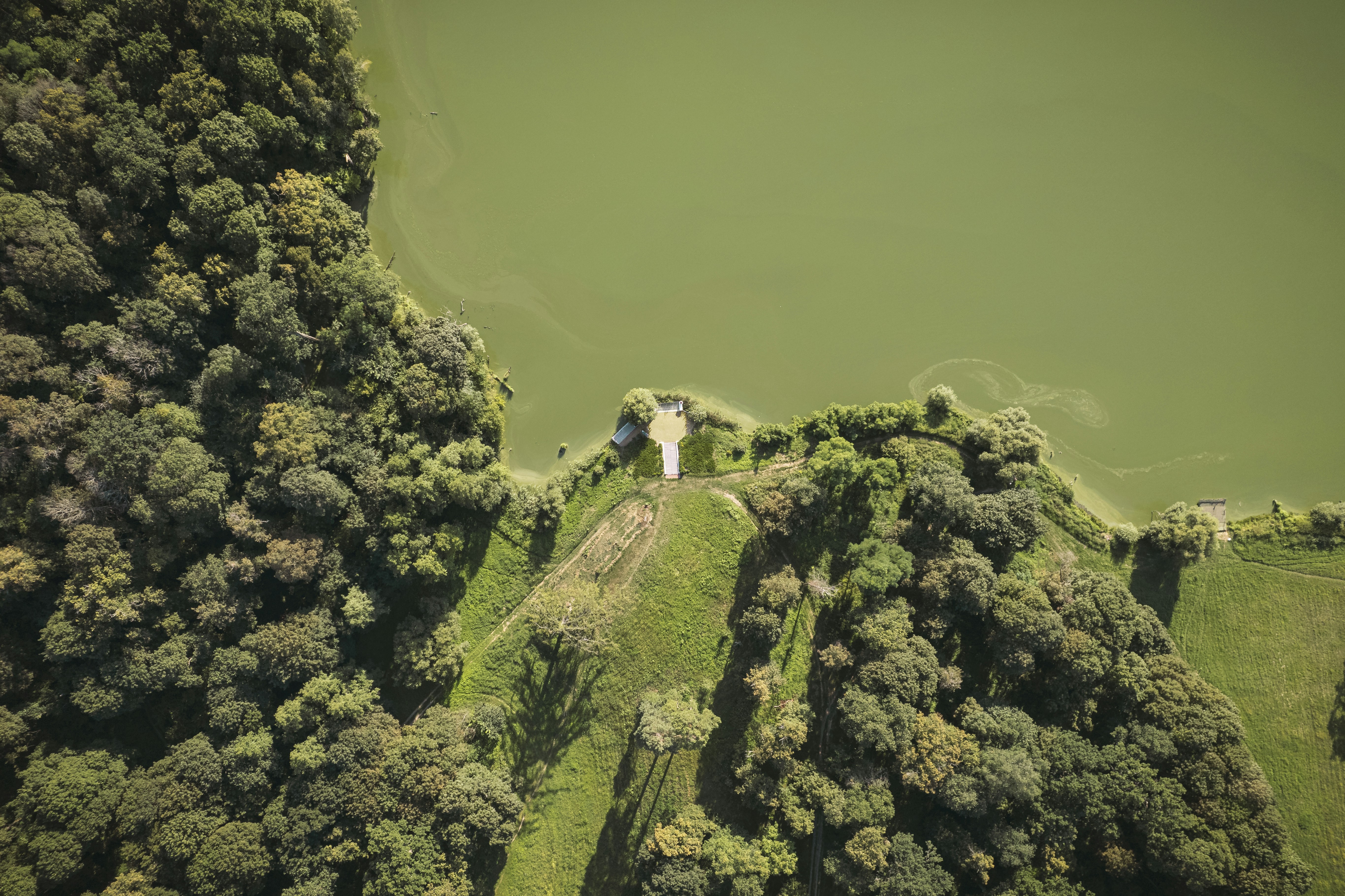 Verdant Symphony by the Lake