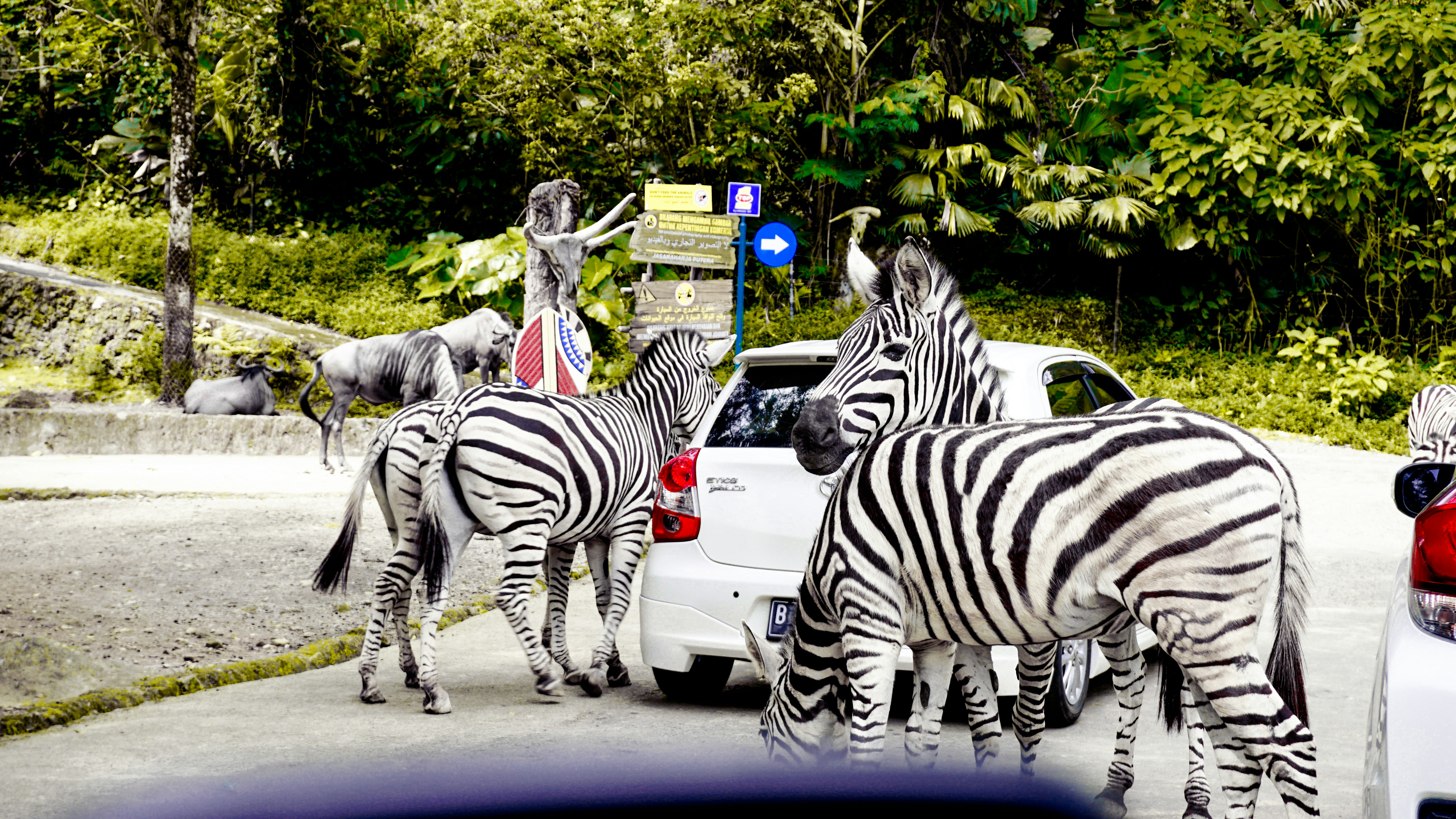Surrounded by zebras in Taman Safari Indonesia, Bogor