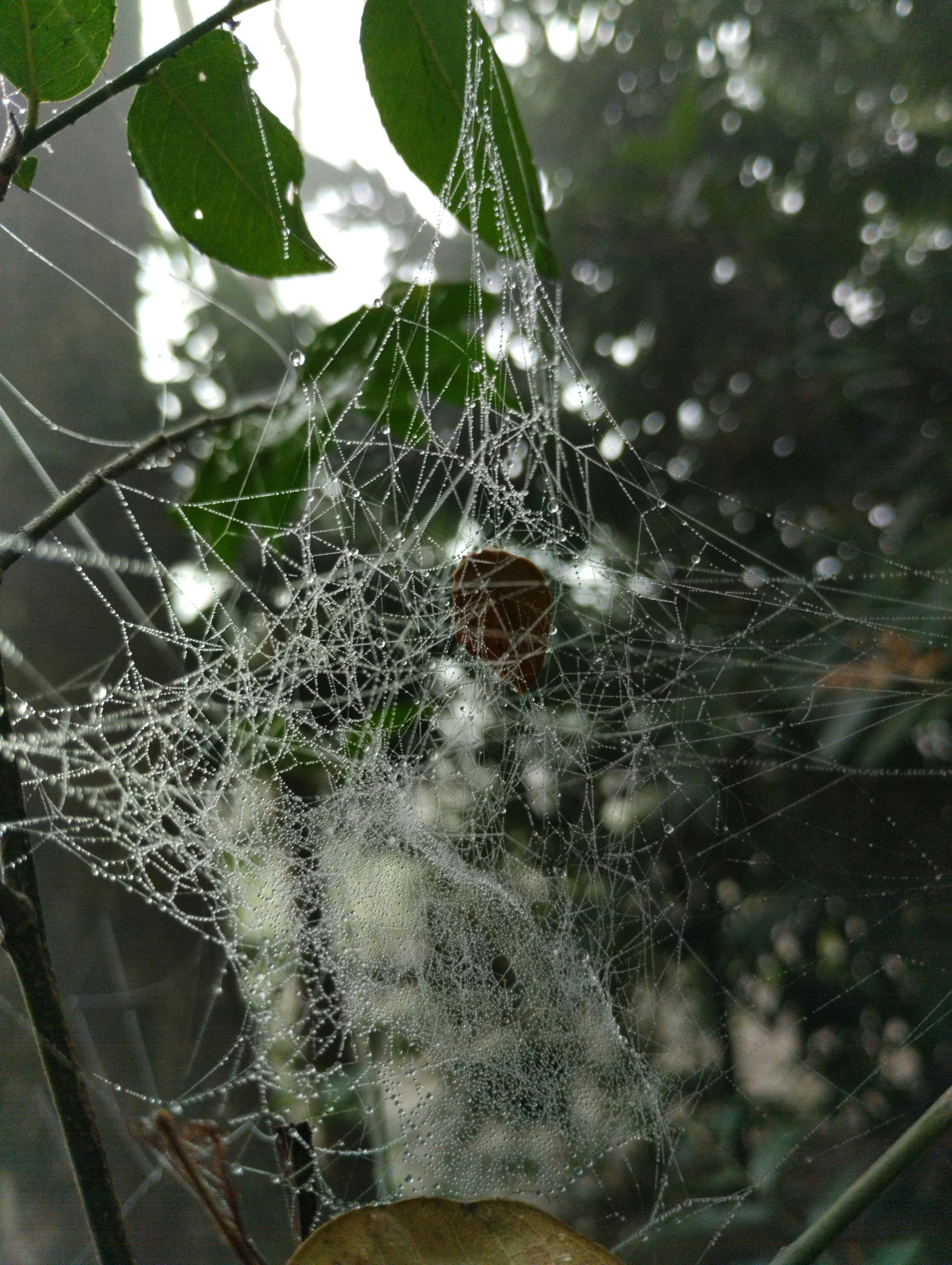 A spider web hanging from a tree branch photo – Free Wallpaper for ...