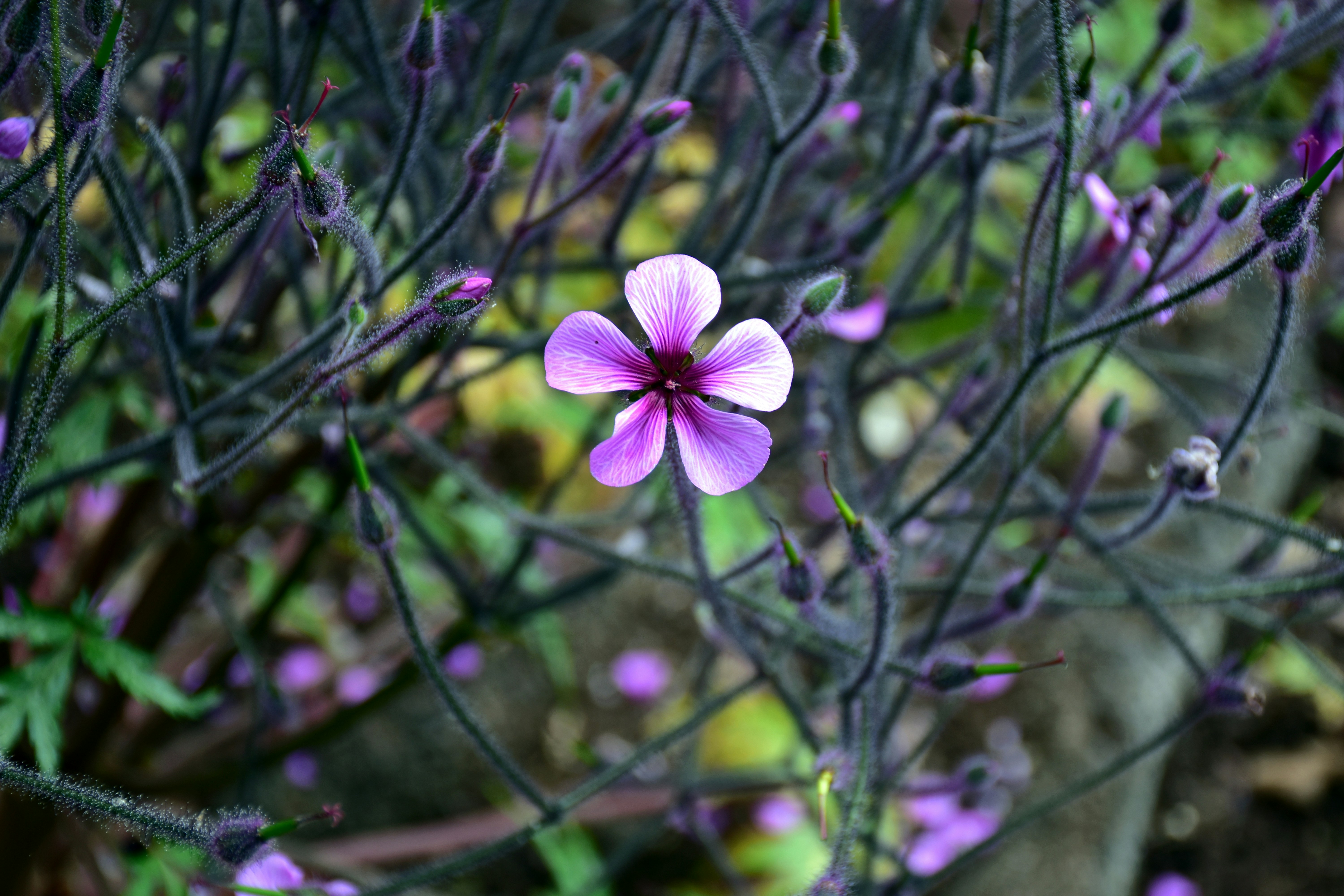 Purple flower in the middle (Botanical)