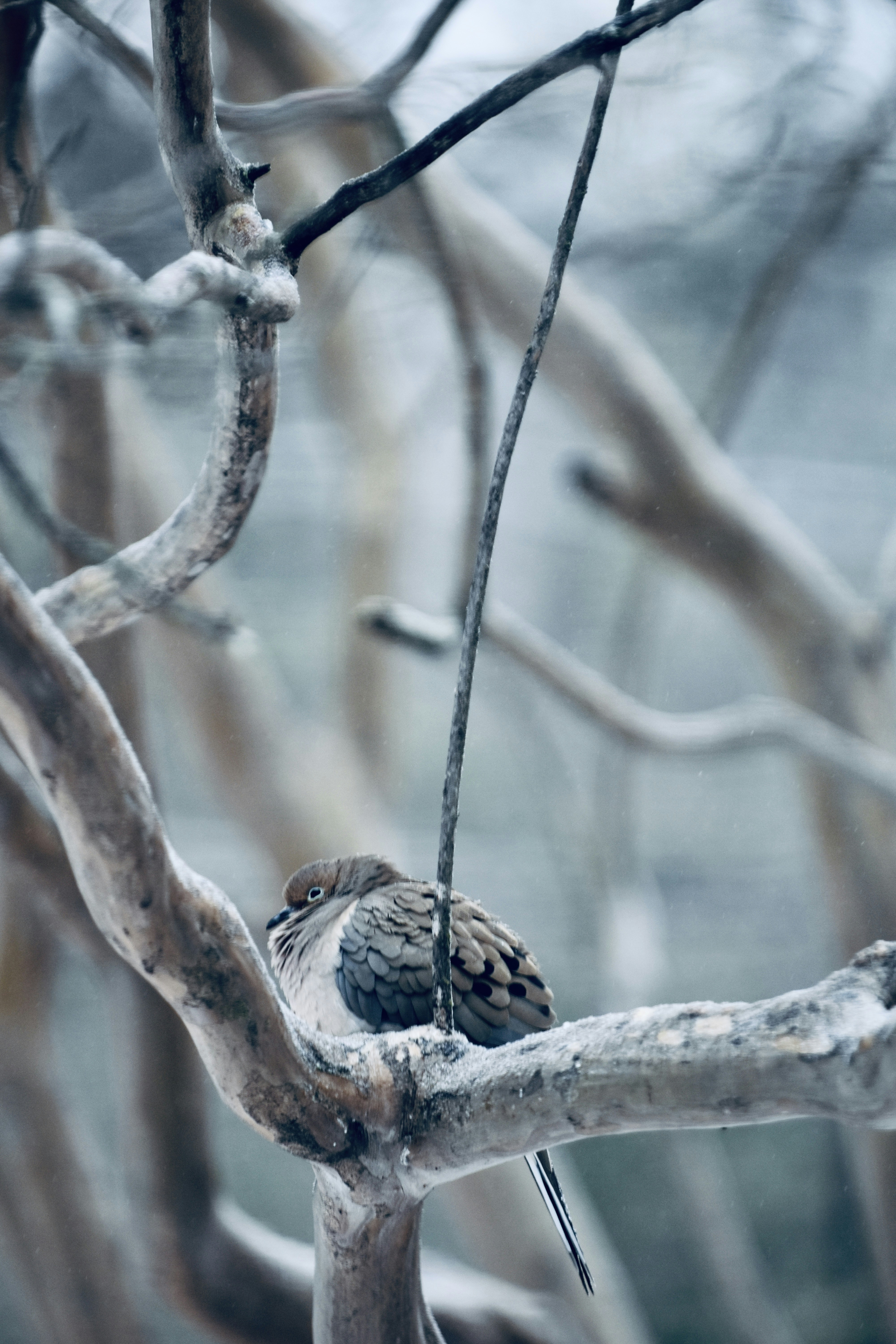 Puffed up dove in the cold