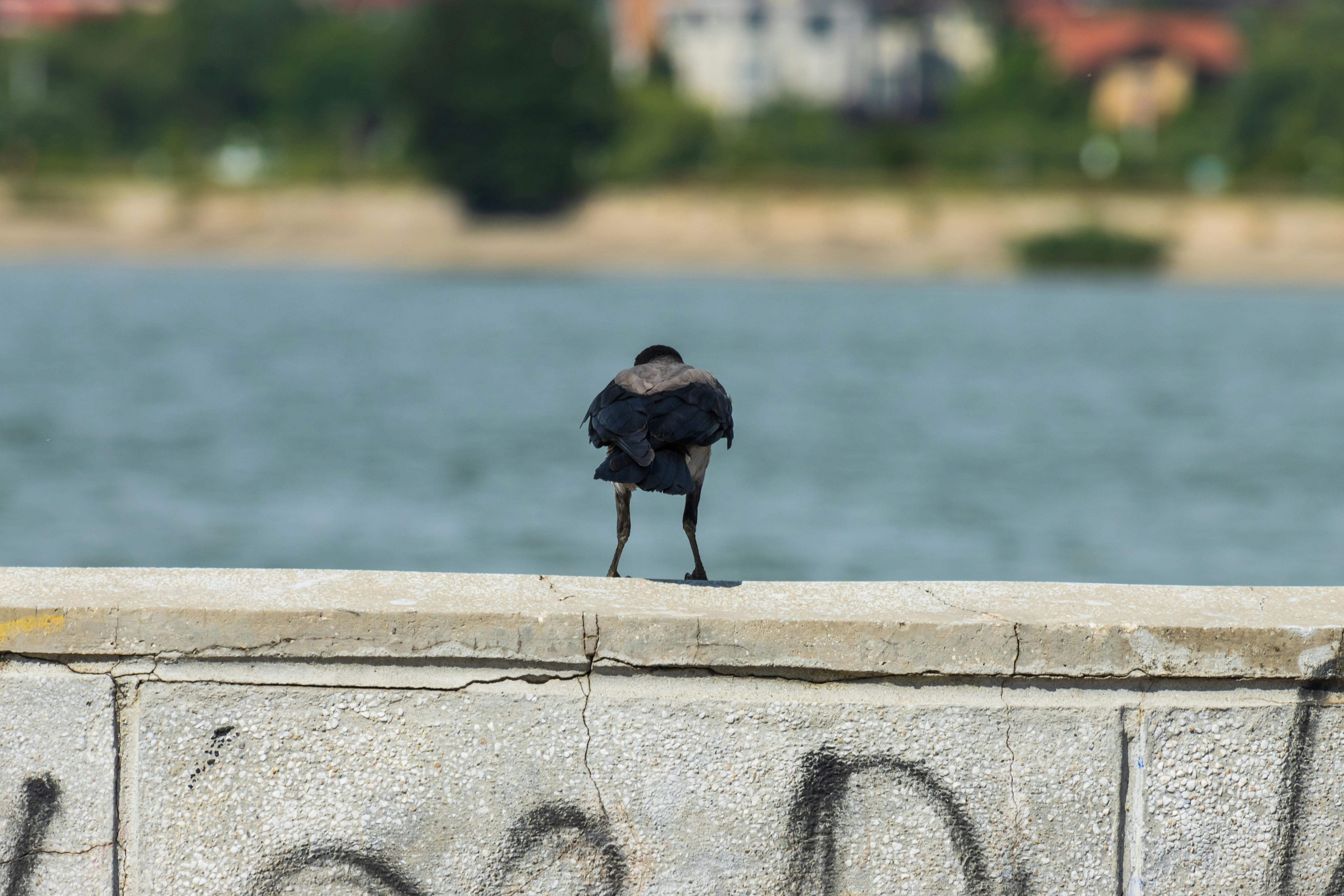Crow sitting on a stone bridge with blurred lake in the background