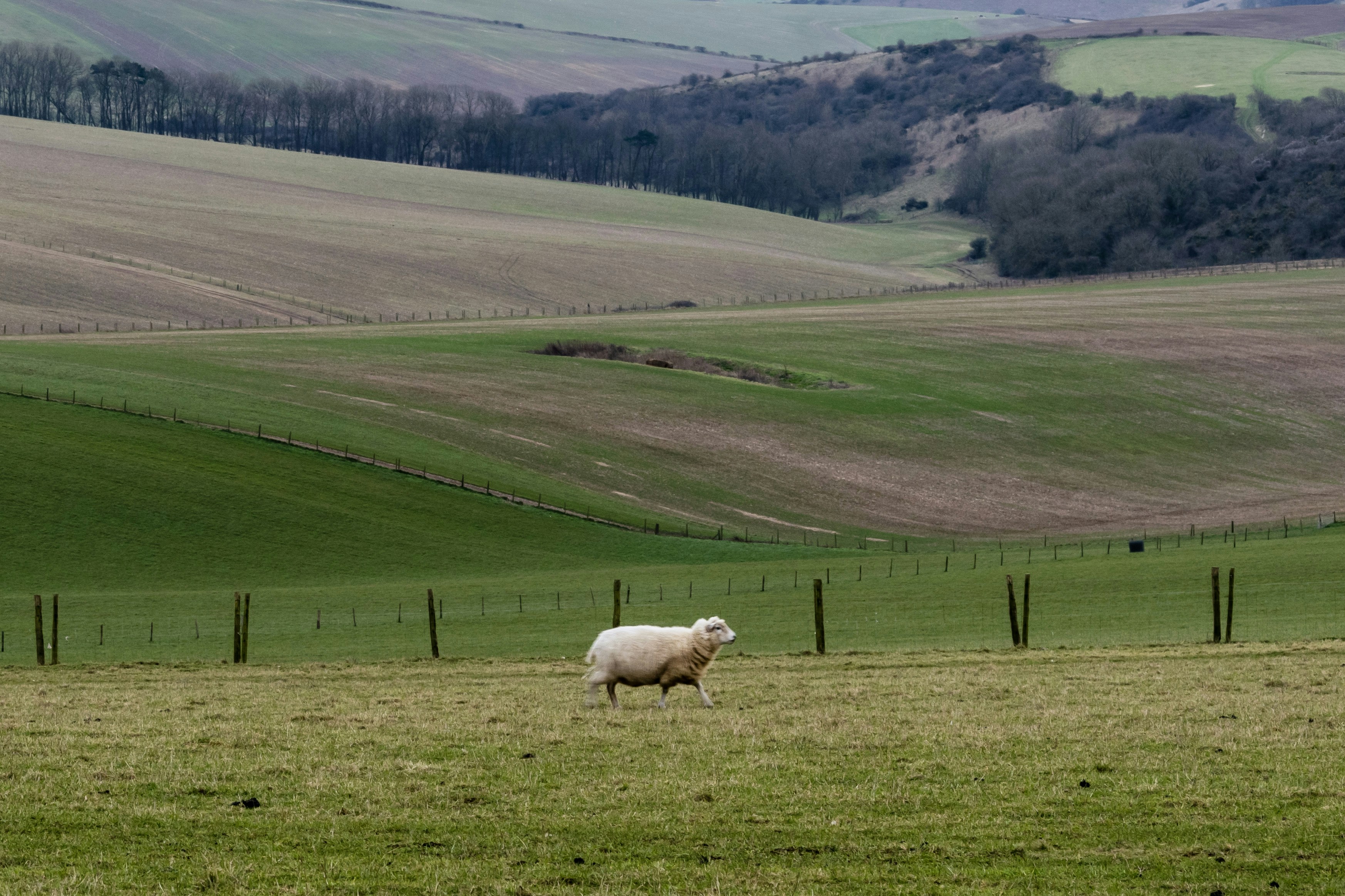 A sheep standing in a grassy field with hills in the background photo ...