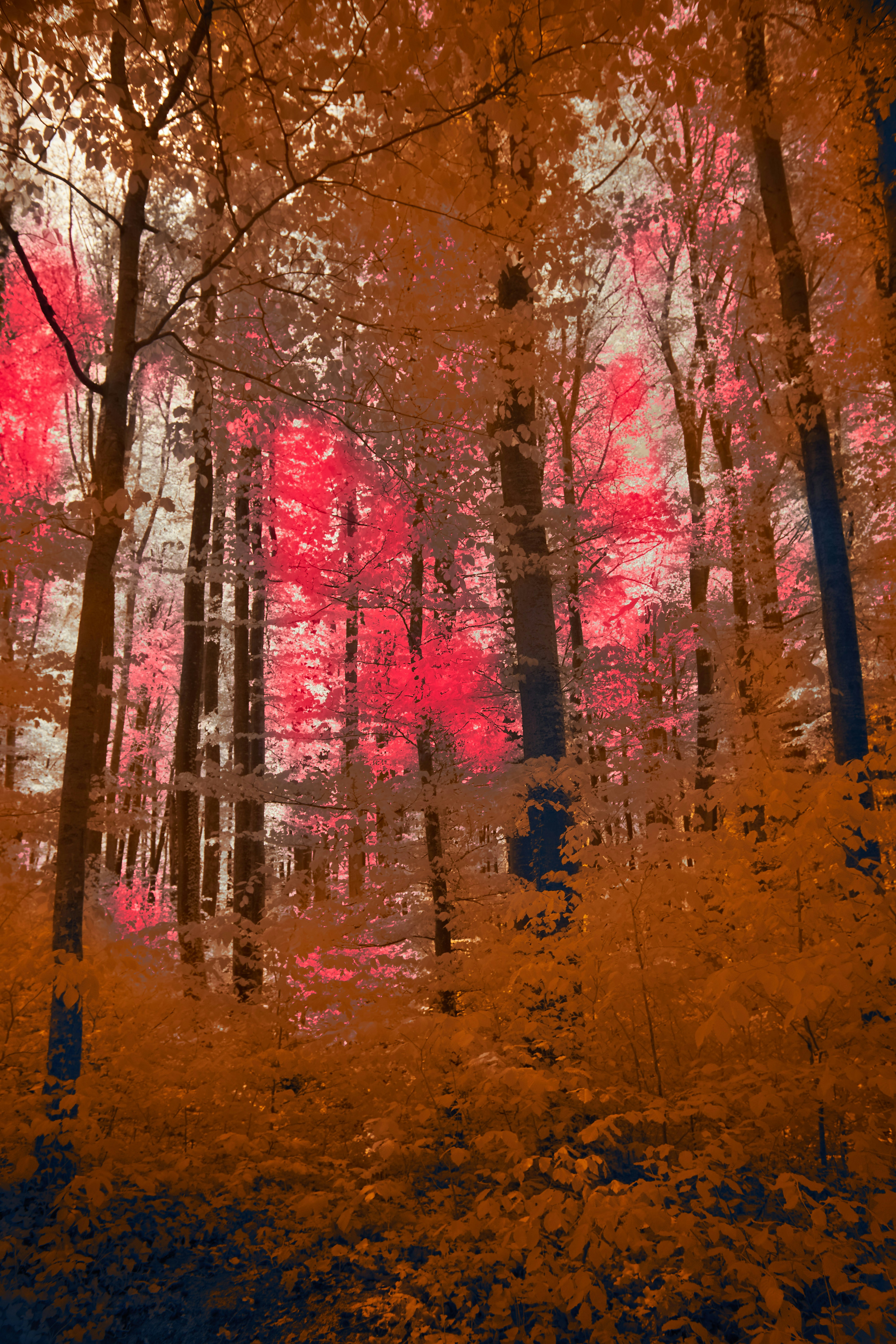 Create Abstract Fall Forest With Bing Image Creator Pictures | Download ...