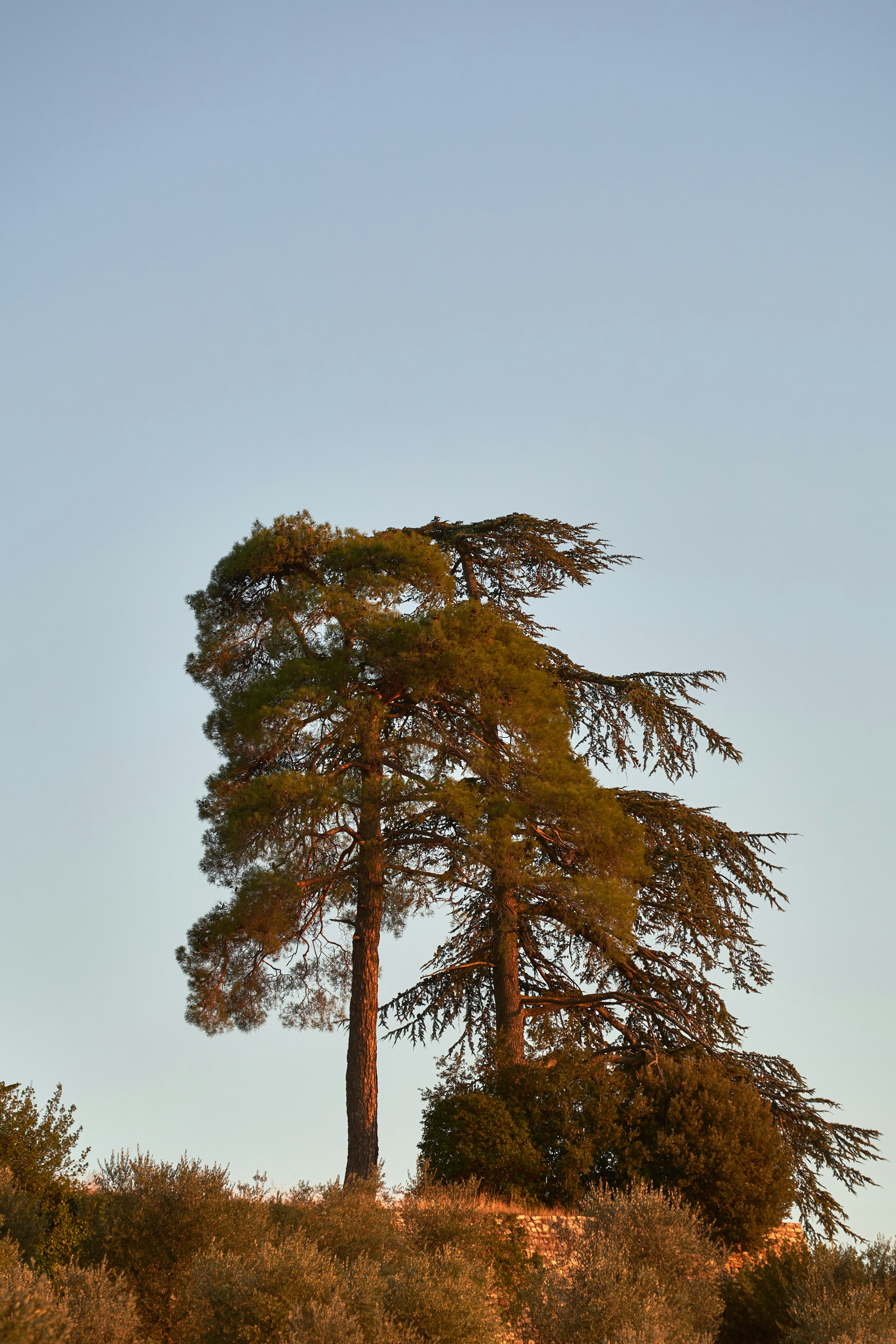 a tall tree sitting on top of a lush green hillside