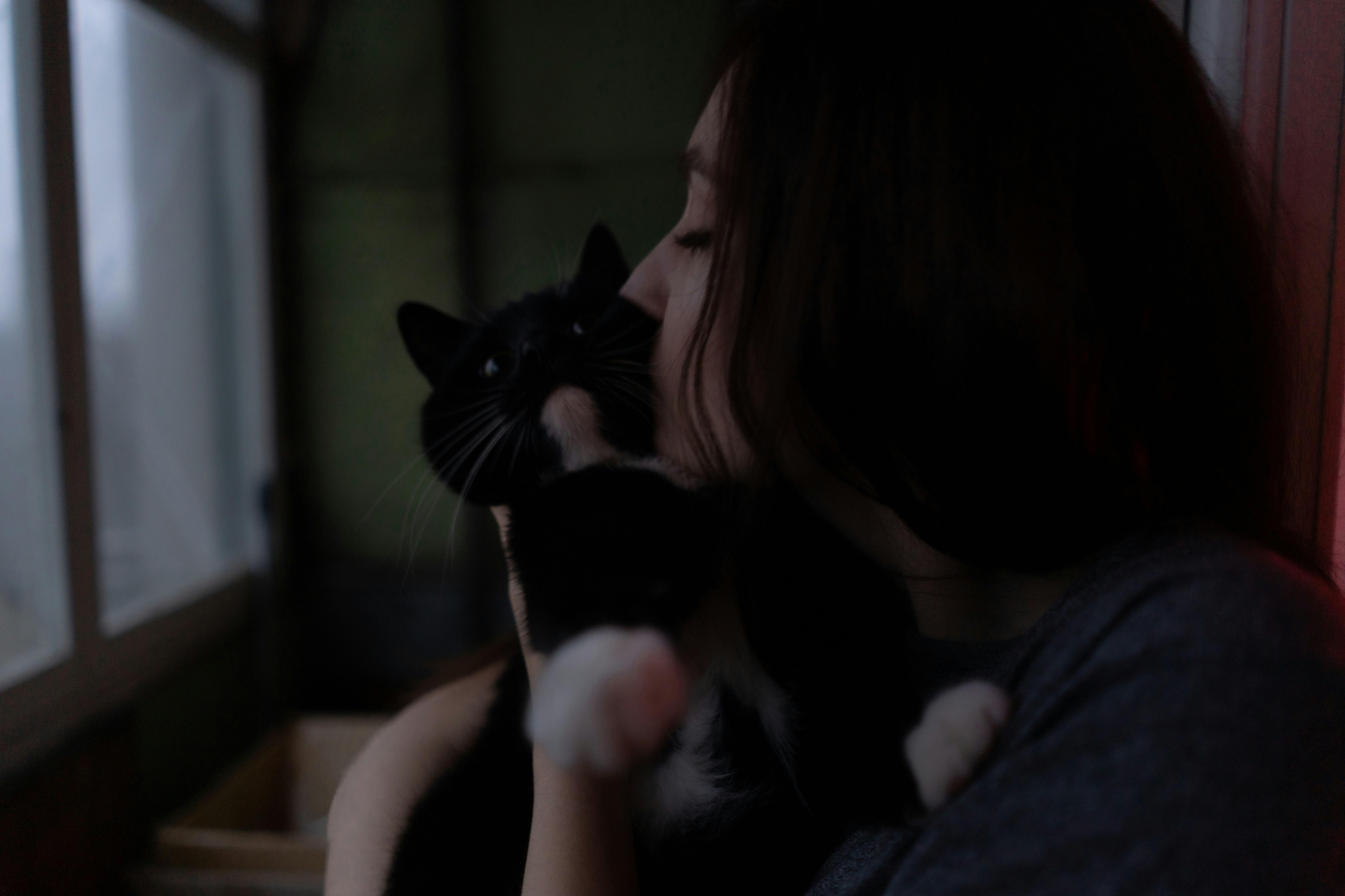 Whiskers in Windowlight: A Quiet Moment Between Human and Cat