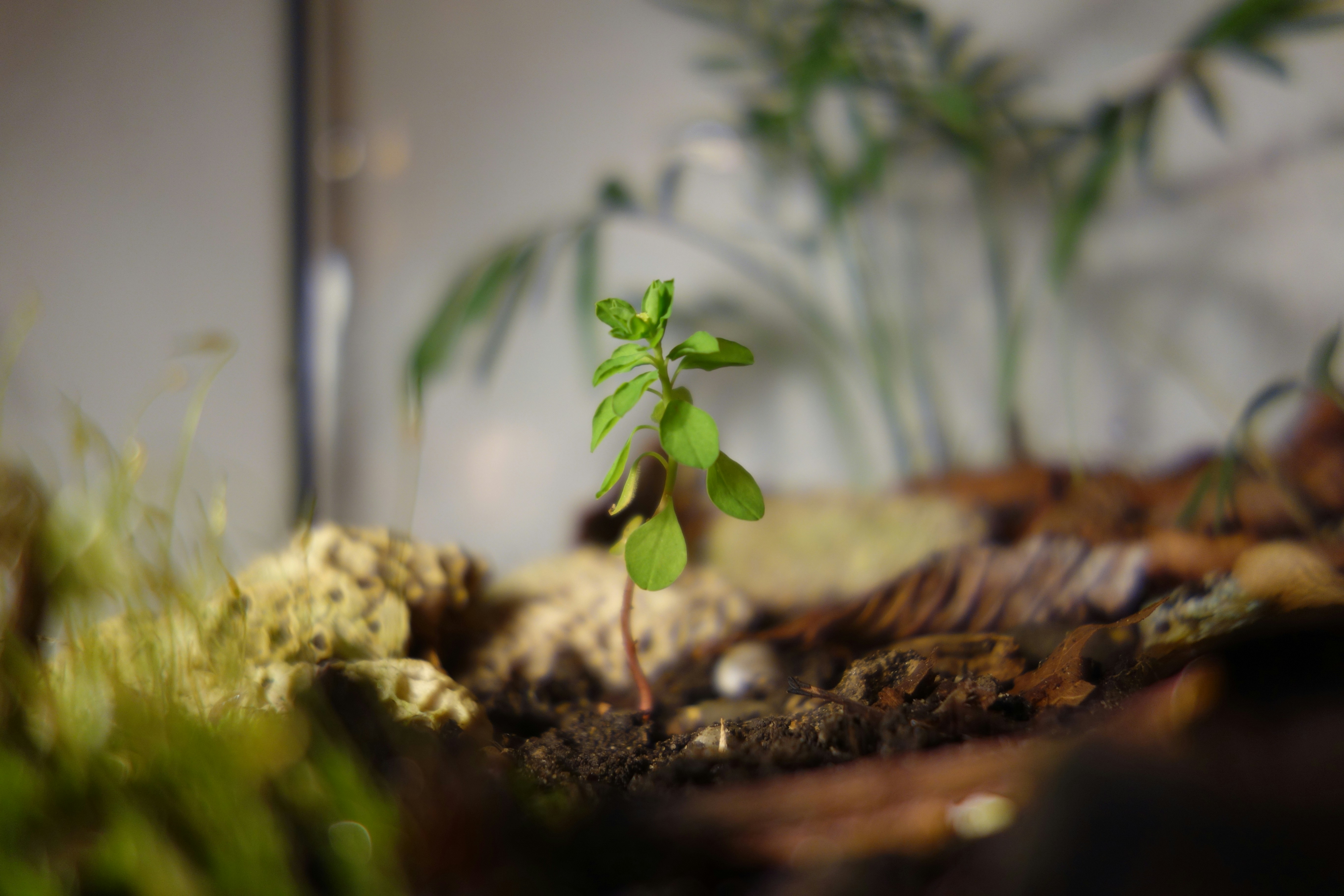 Emergent Seedling in a Micro-Terrarium: Quiet Rise from Dark Soil