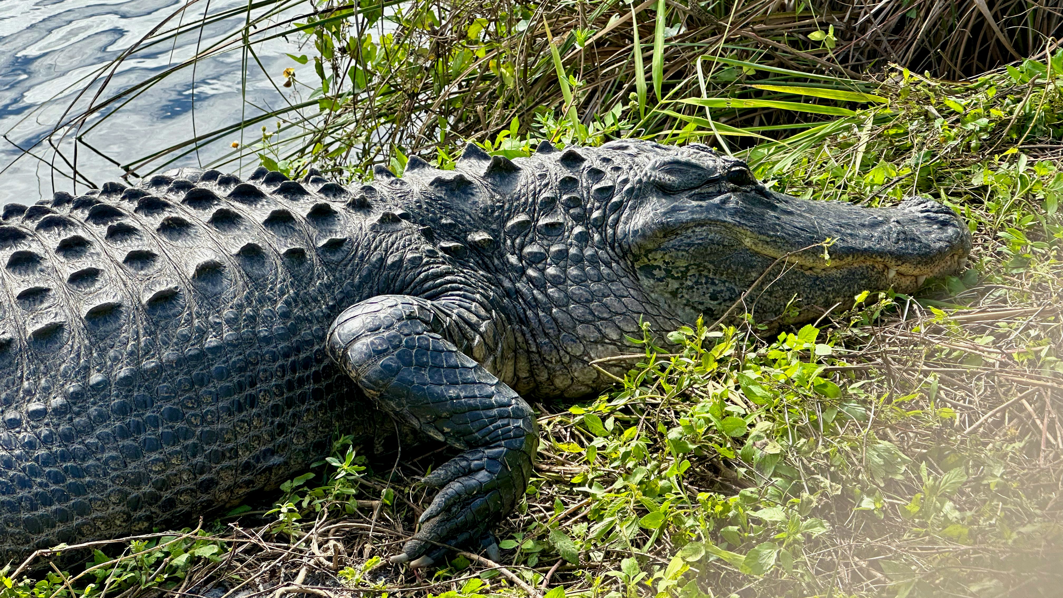 A large alligator laying in the grass next to a body of water photo ...