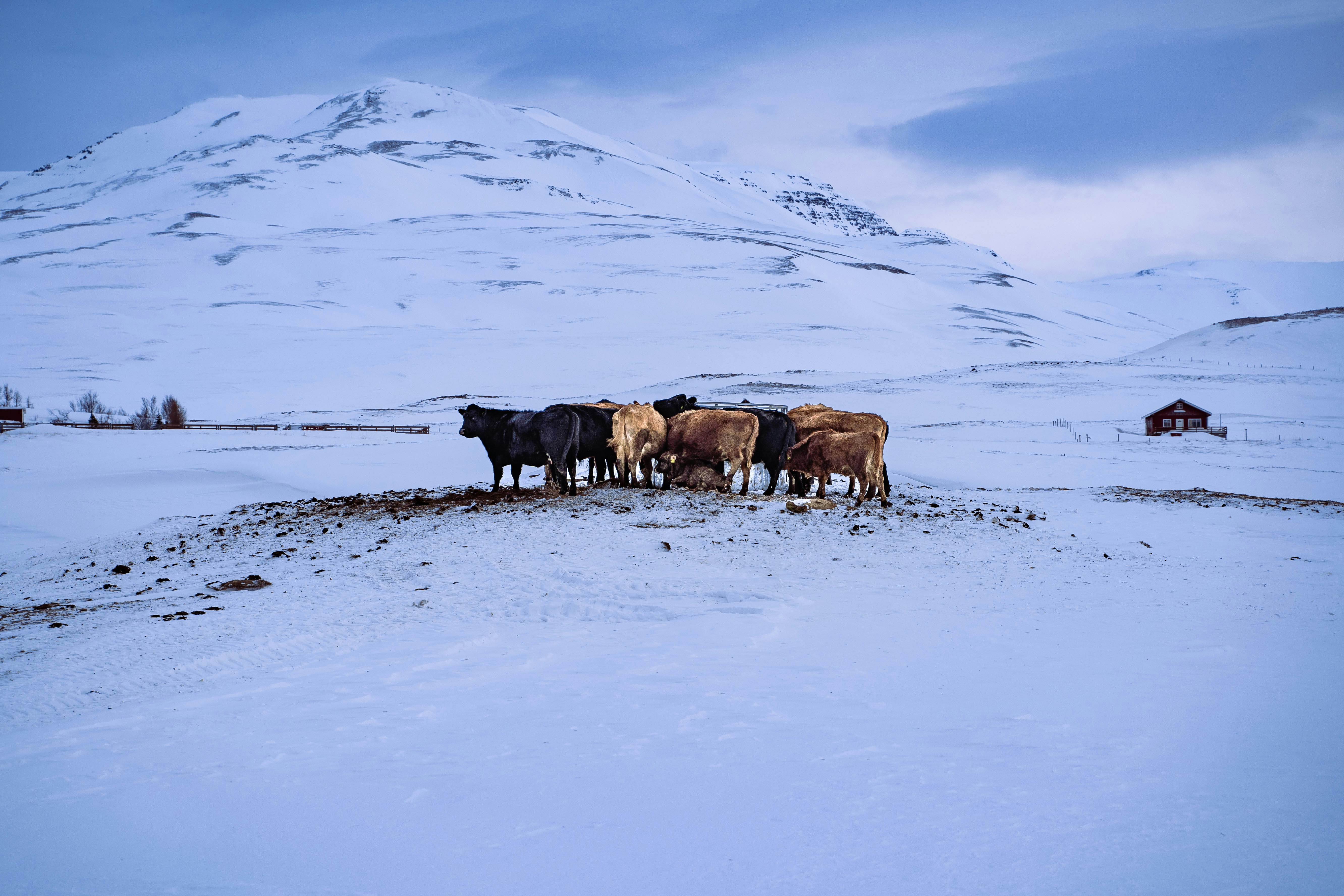 Herd on a Snowfield Beneath a Pale Mountain Rim