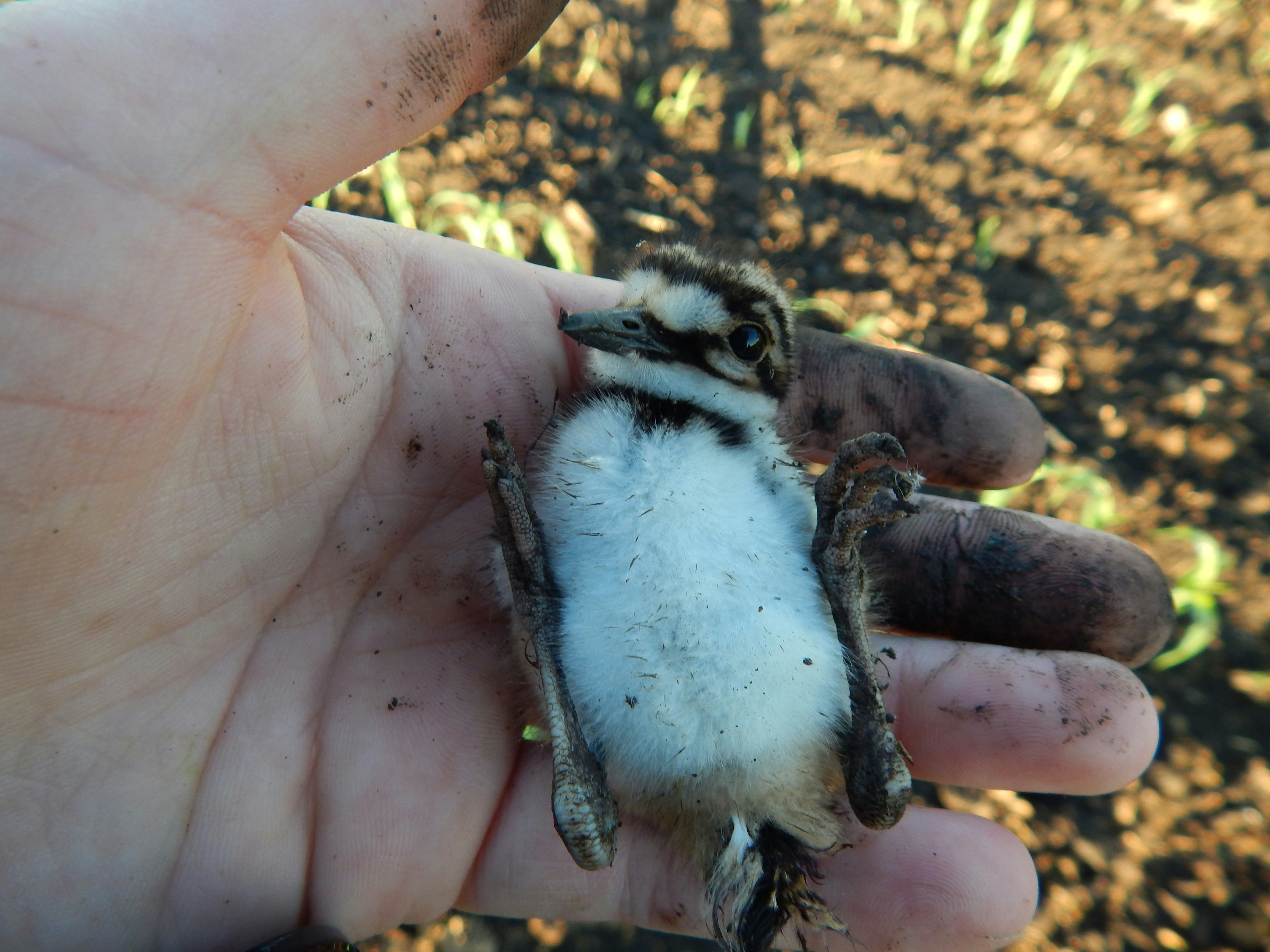 Photo by Josie Weiss with Nikon Coolpix L820