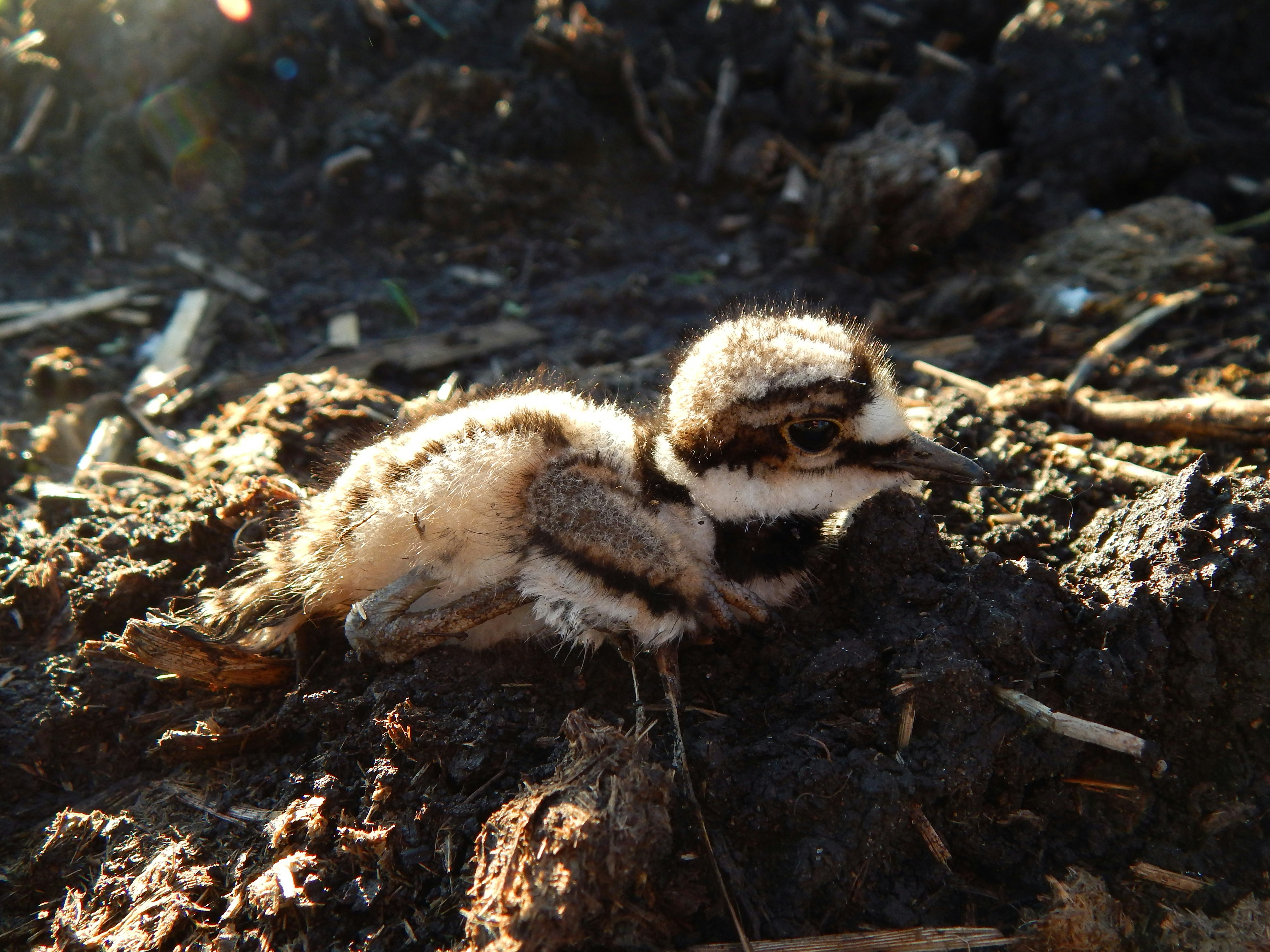 a bird that is laying down on the ground