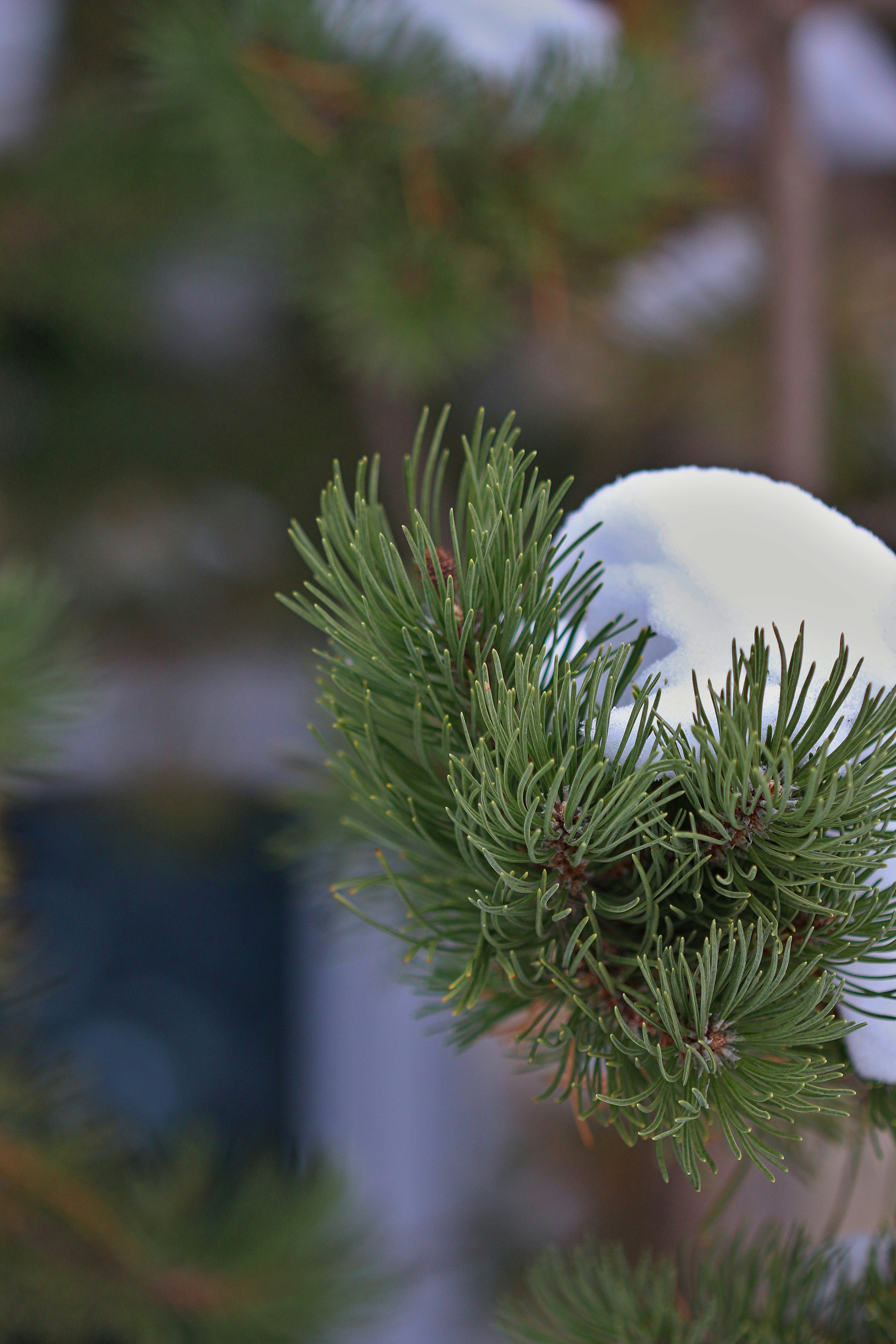 A close up of a tree with a toothbrush in it photo – Free Sk Image on ...