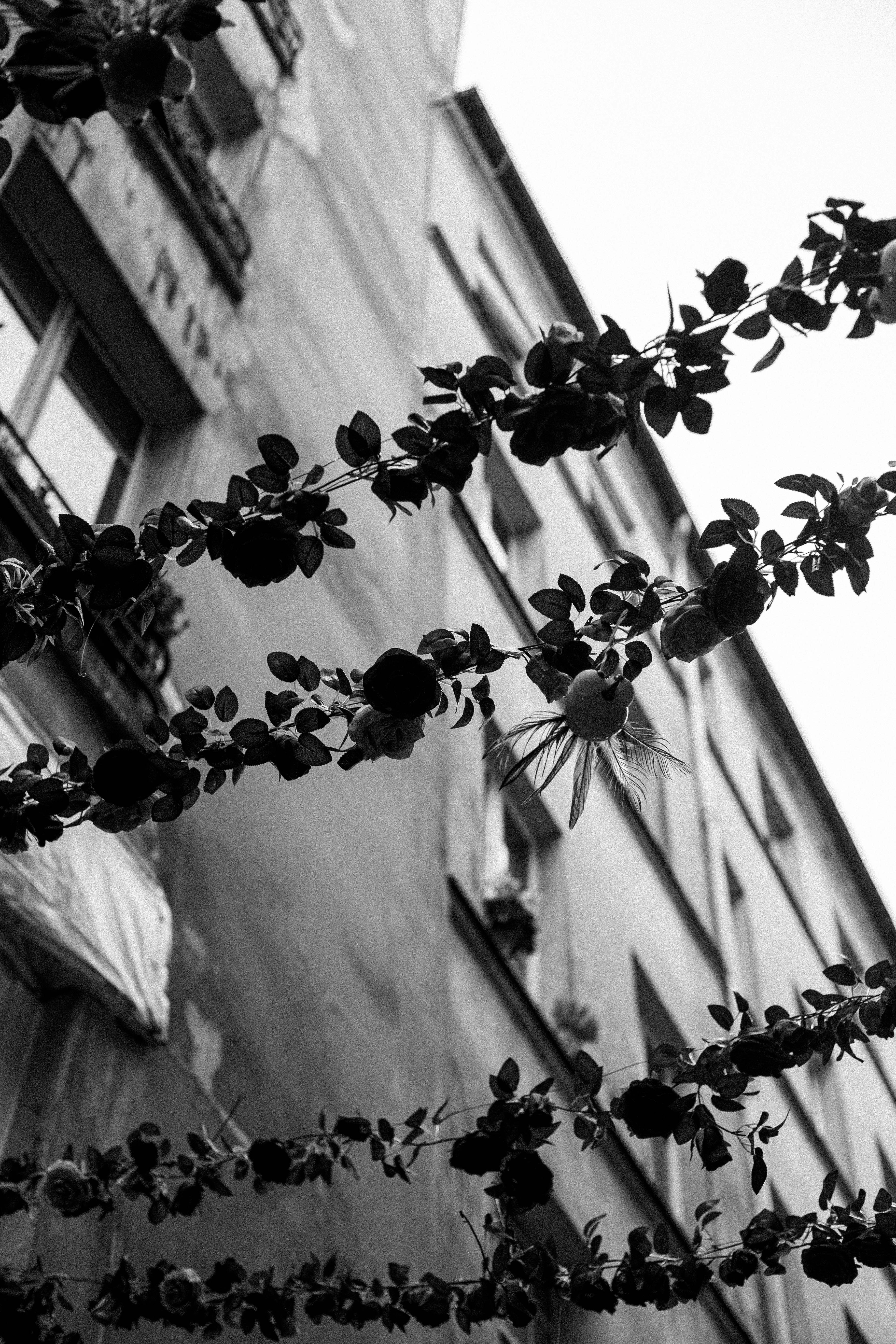 Vines Corsing an Urban Facade: A Black-and-White Moment