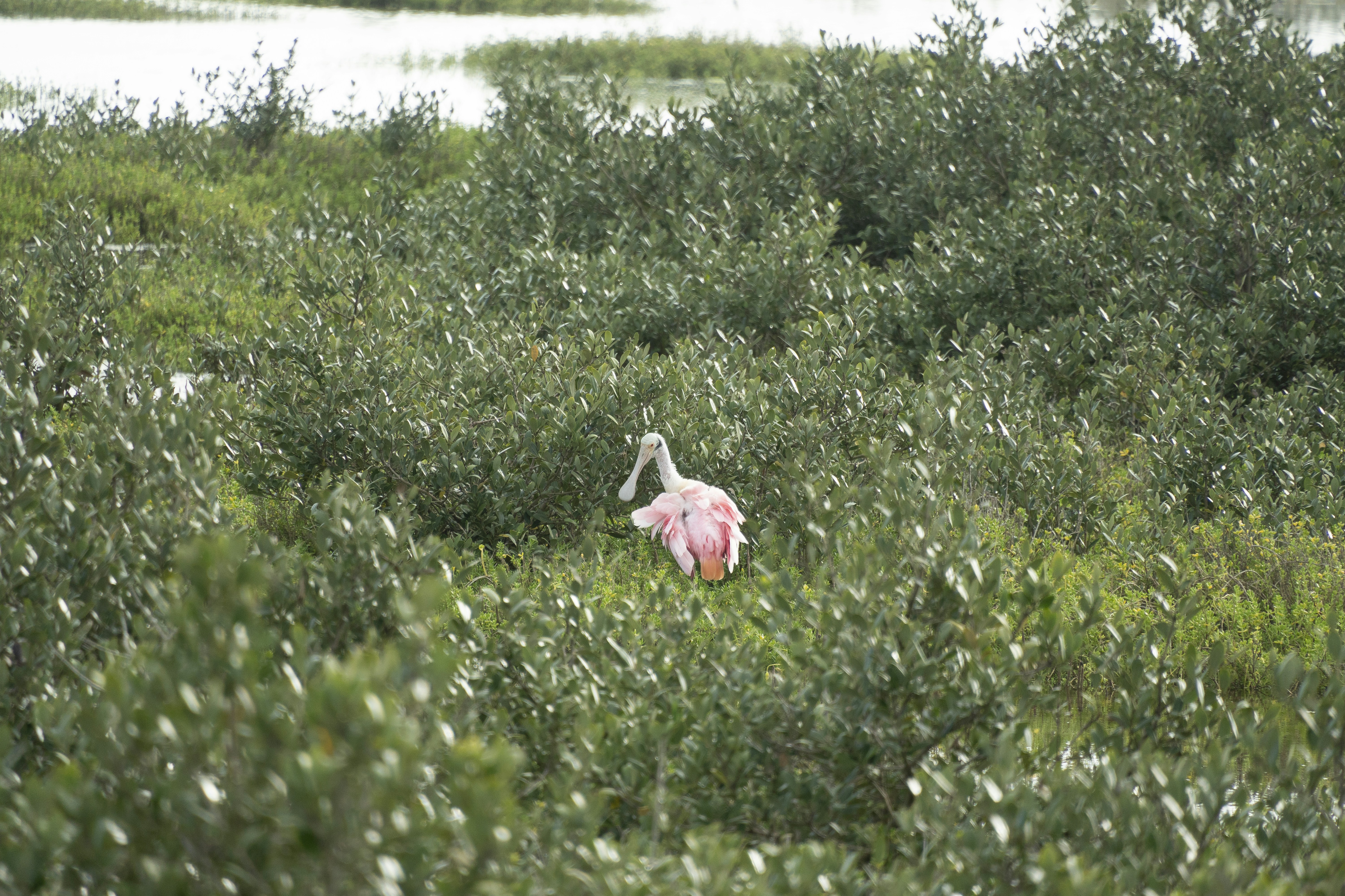 Pink Flamboyant among Marsh Greenery