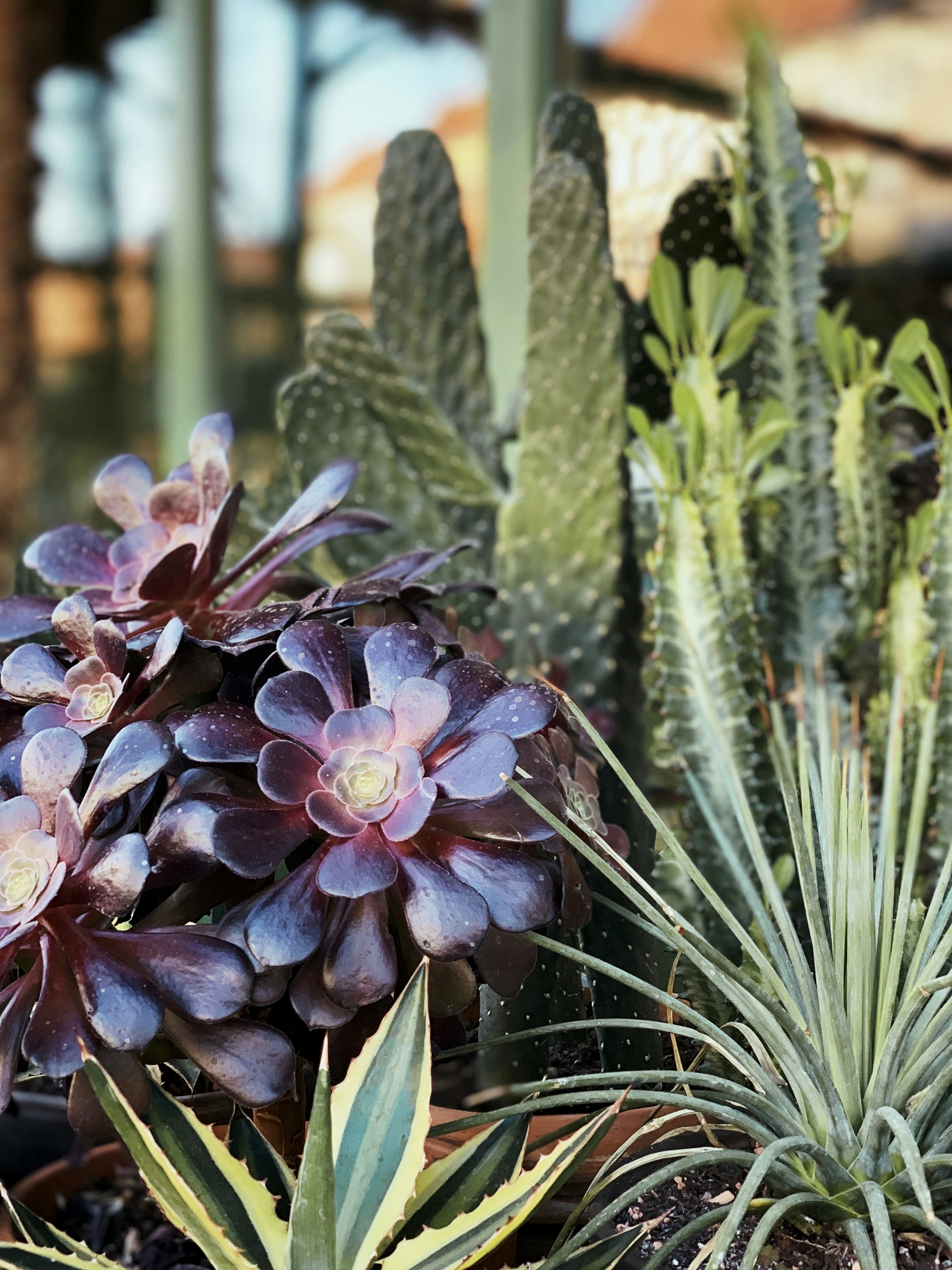 Purple Rosettes Nestle Among Upright Cacti in a Sunlit Garden