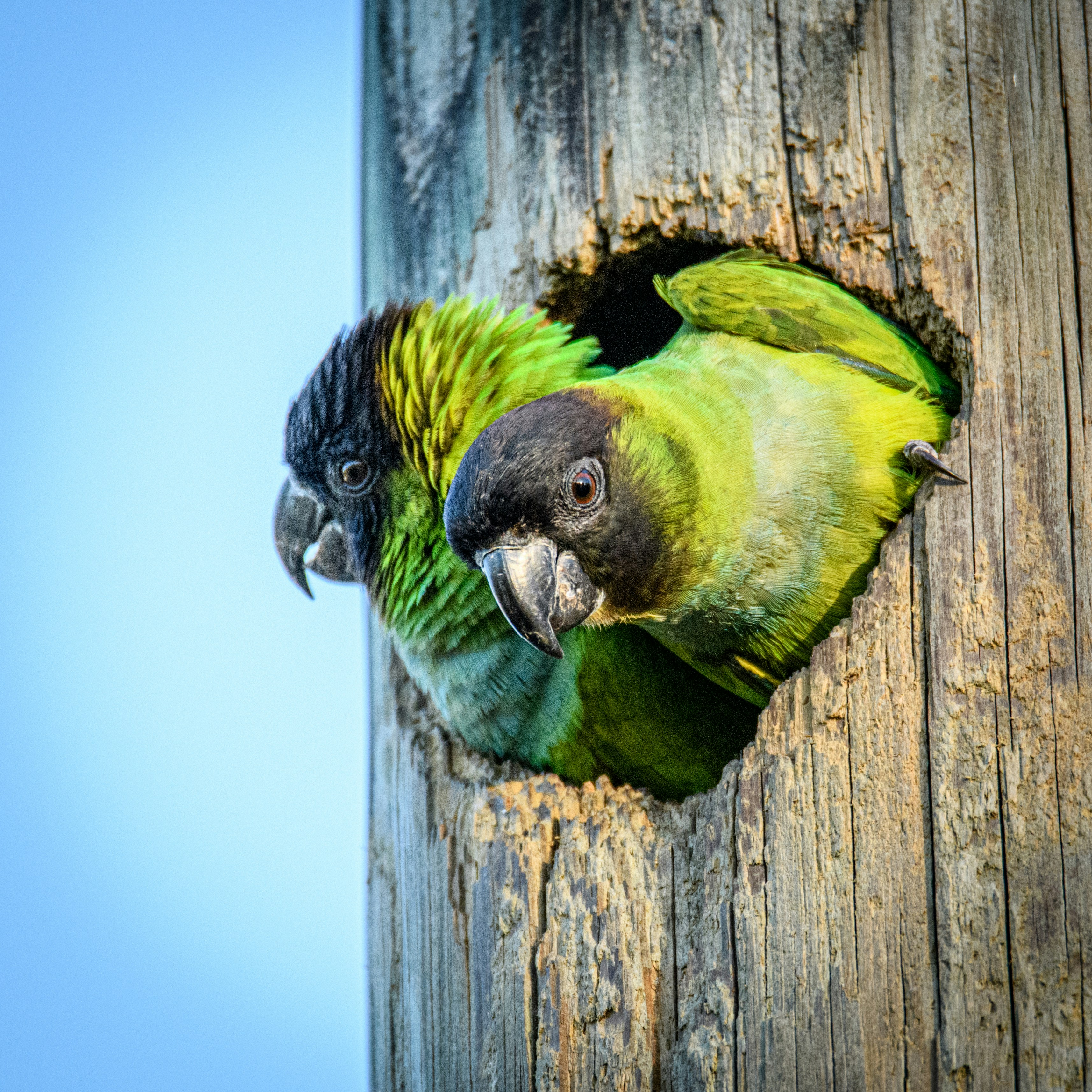 Doorway Duo: Green Macaws Peering from a Weathered Tree Knot