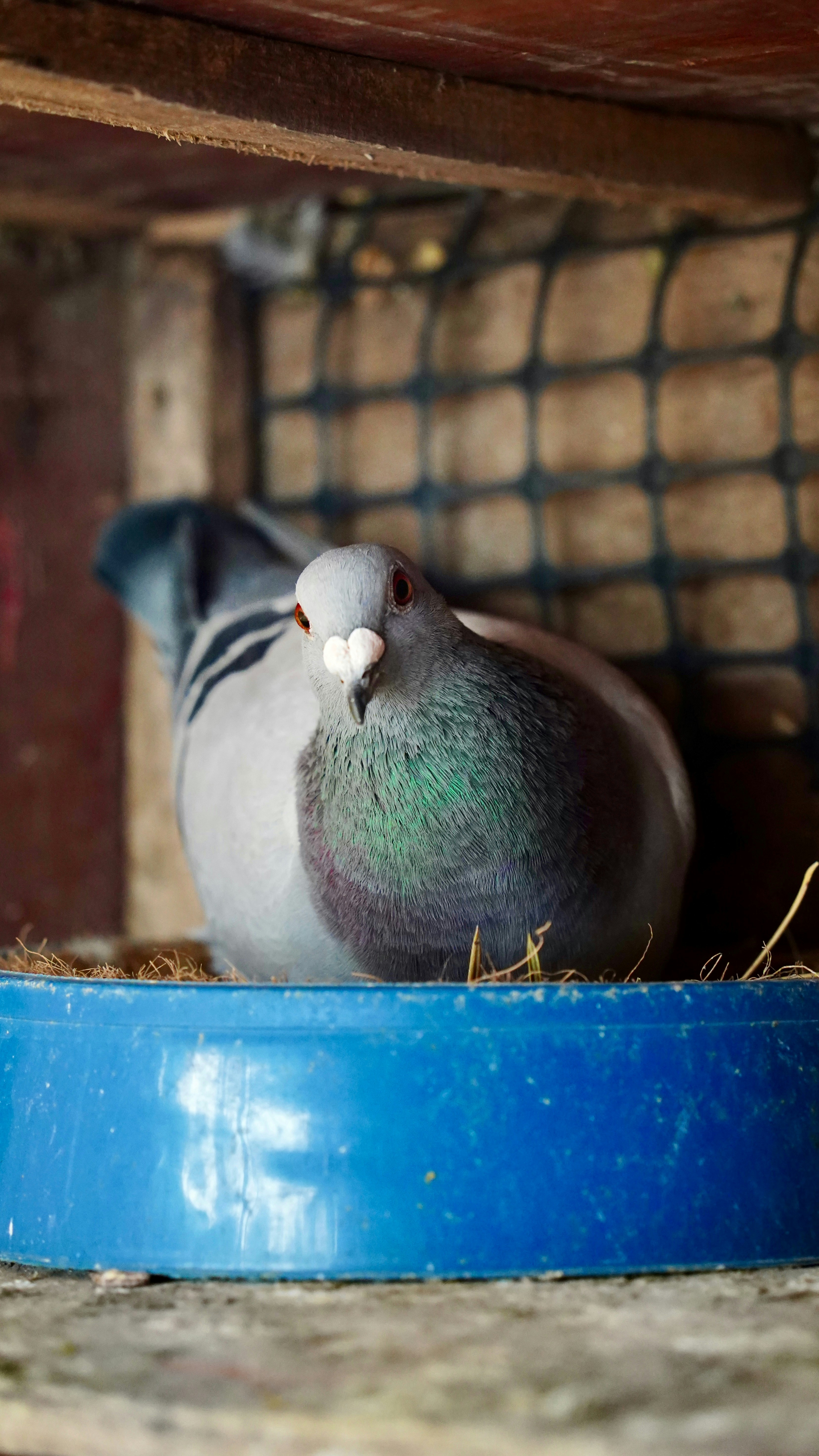 Cobalt Bowl, Quiet Pigeon: Iridescent Calm in a Coop
