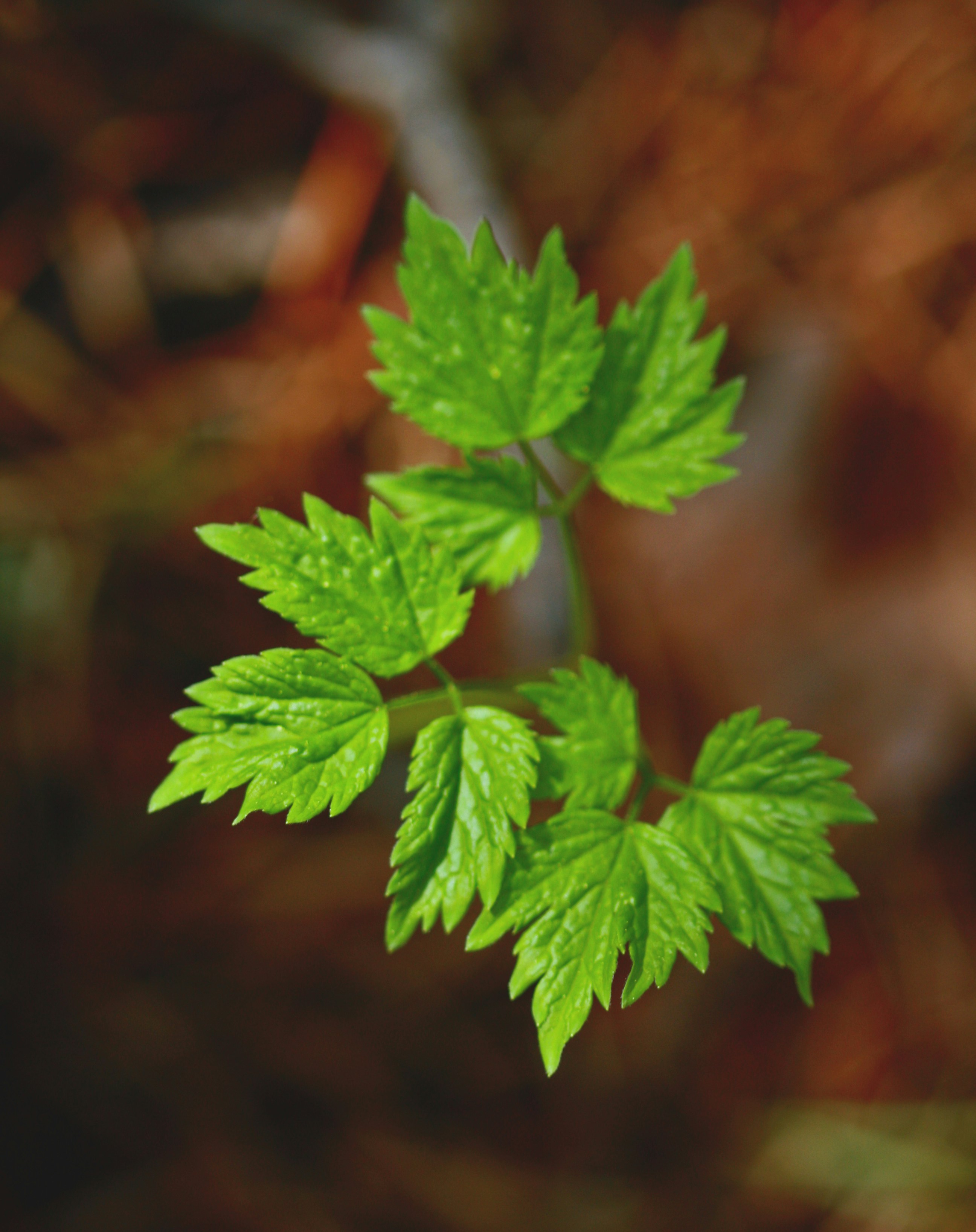 Emerald Fern Delicately Graced by Spring Light