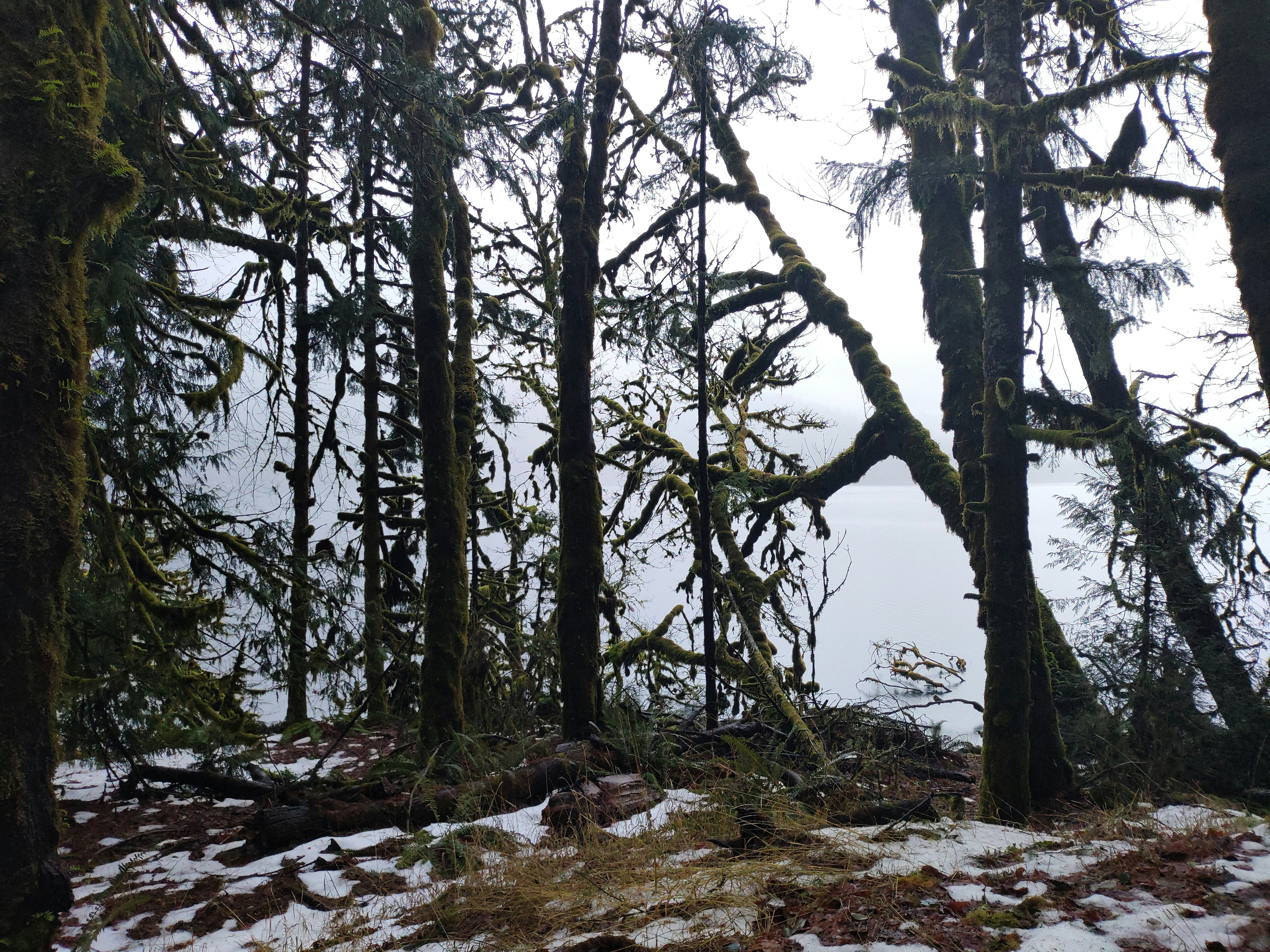 Moss-Draped Pines Frame a Quiet Lake in the Mist