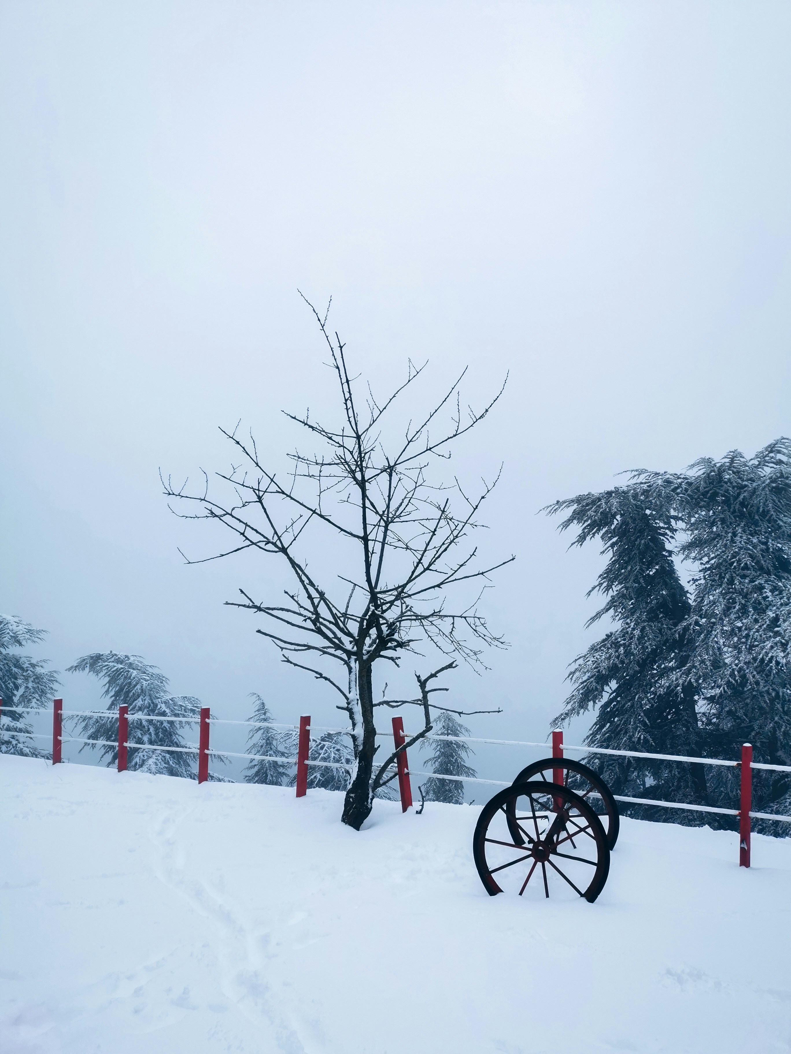 a tree that is standing in the snow