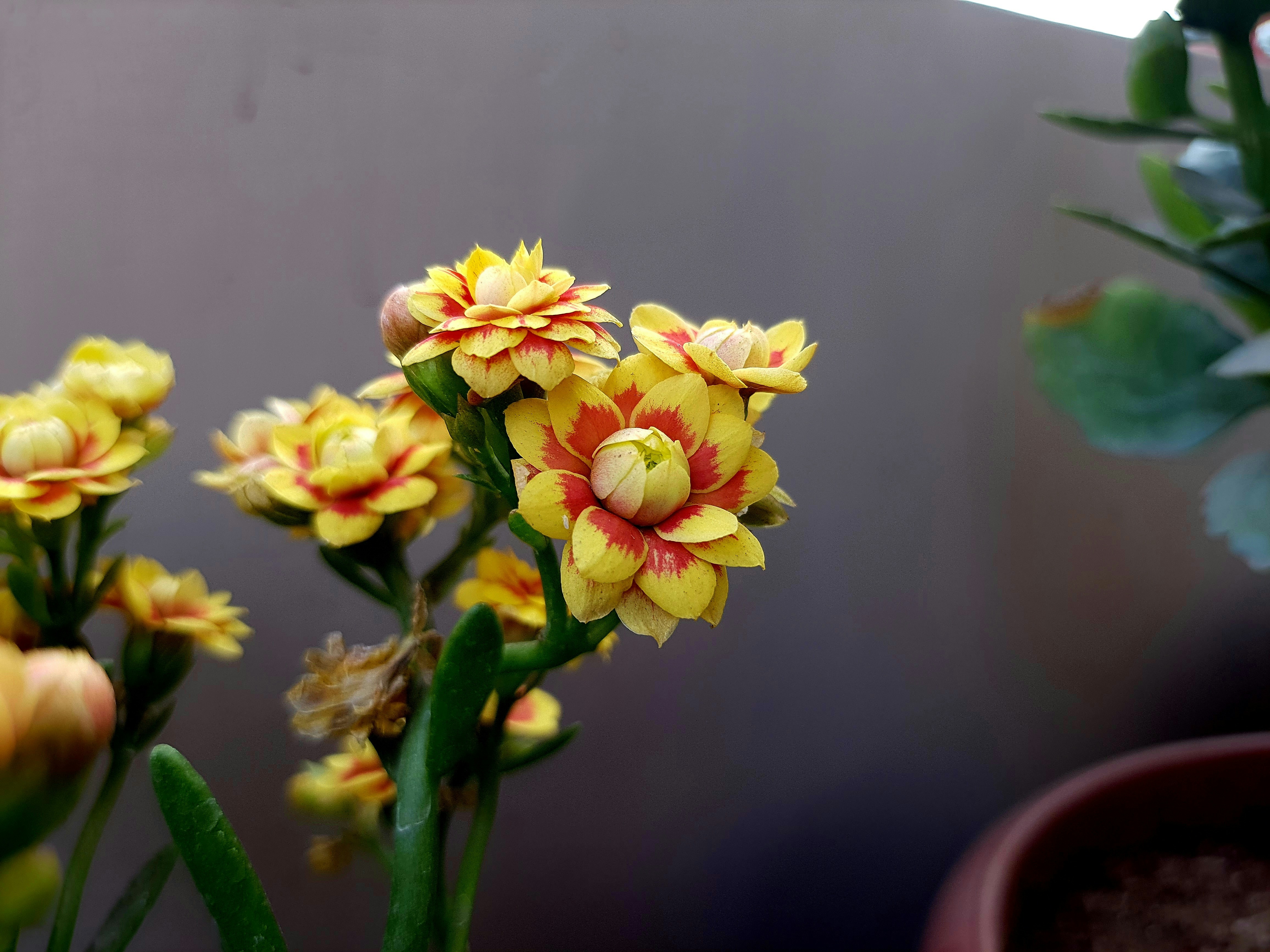 Cluster of bi-colored yellow and red kalanchoe blooms in a potted plant with a softly blurred background. A close-up on vibrant petals and green stems.