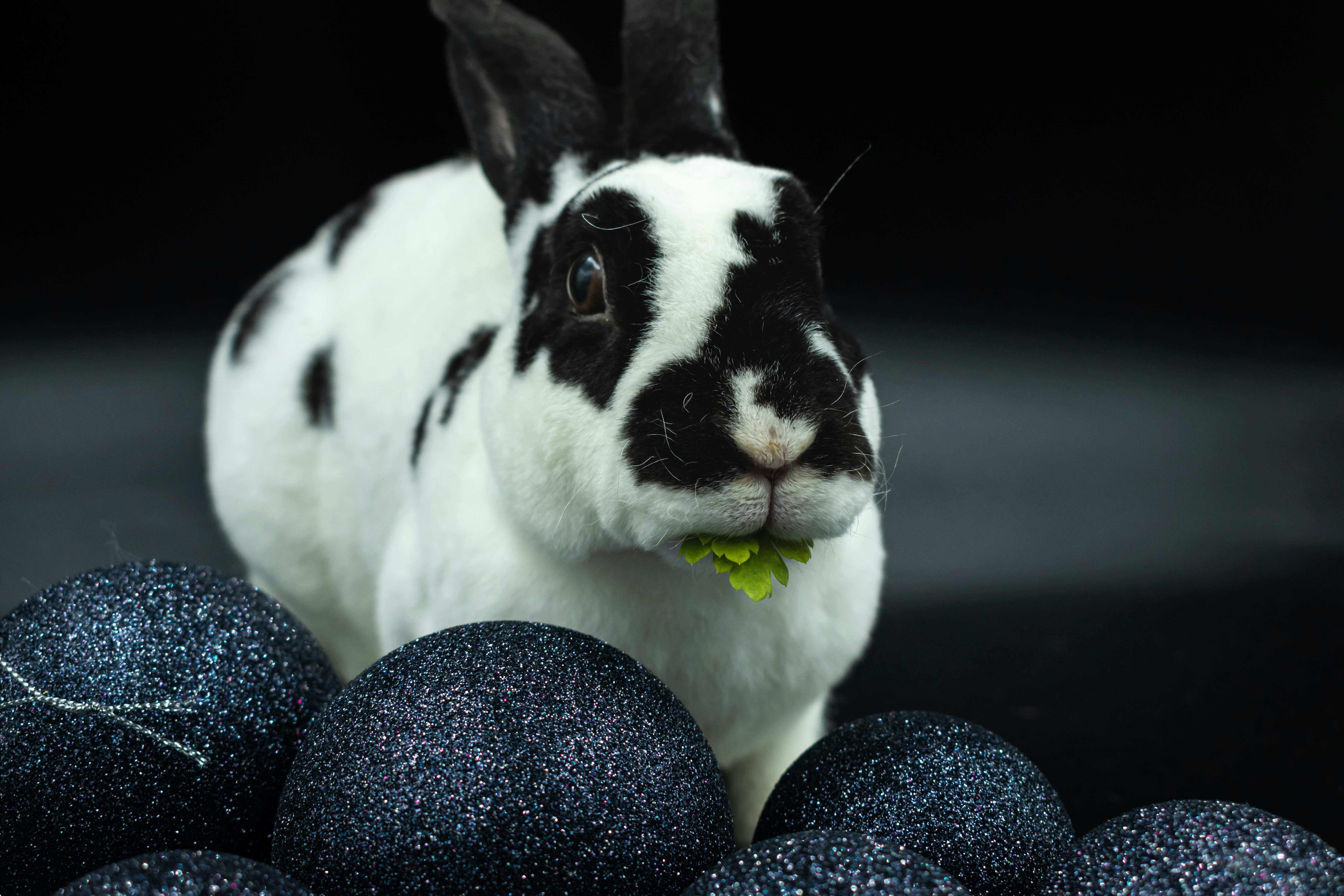Adorable black and white pet rabbit eating against black background with copy space
