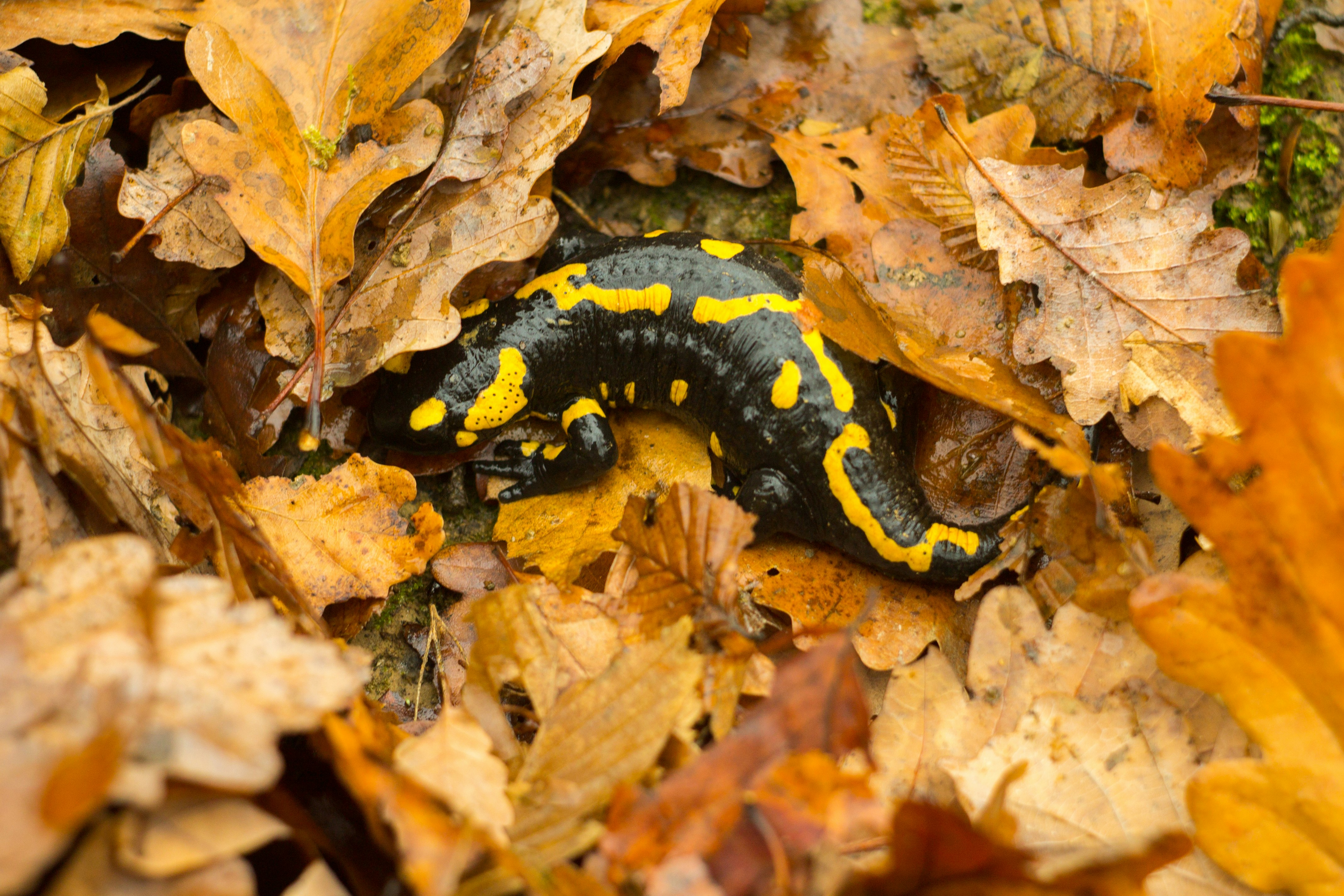 Nature's Hidden Gem: The Salamander's Camouflage