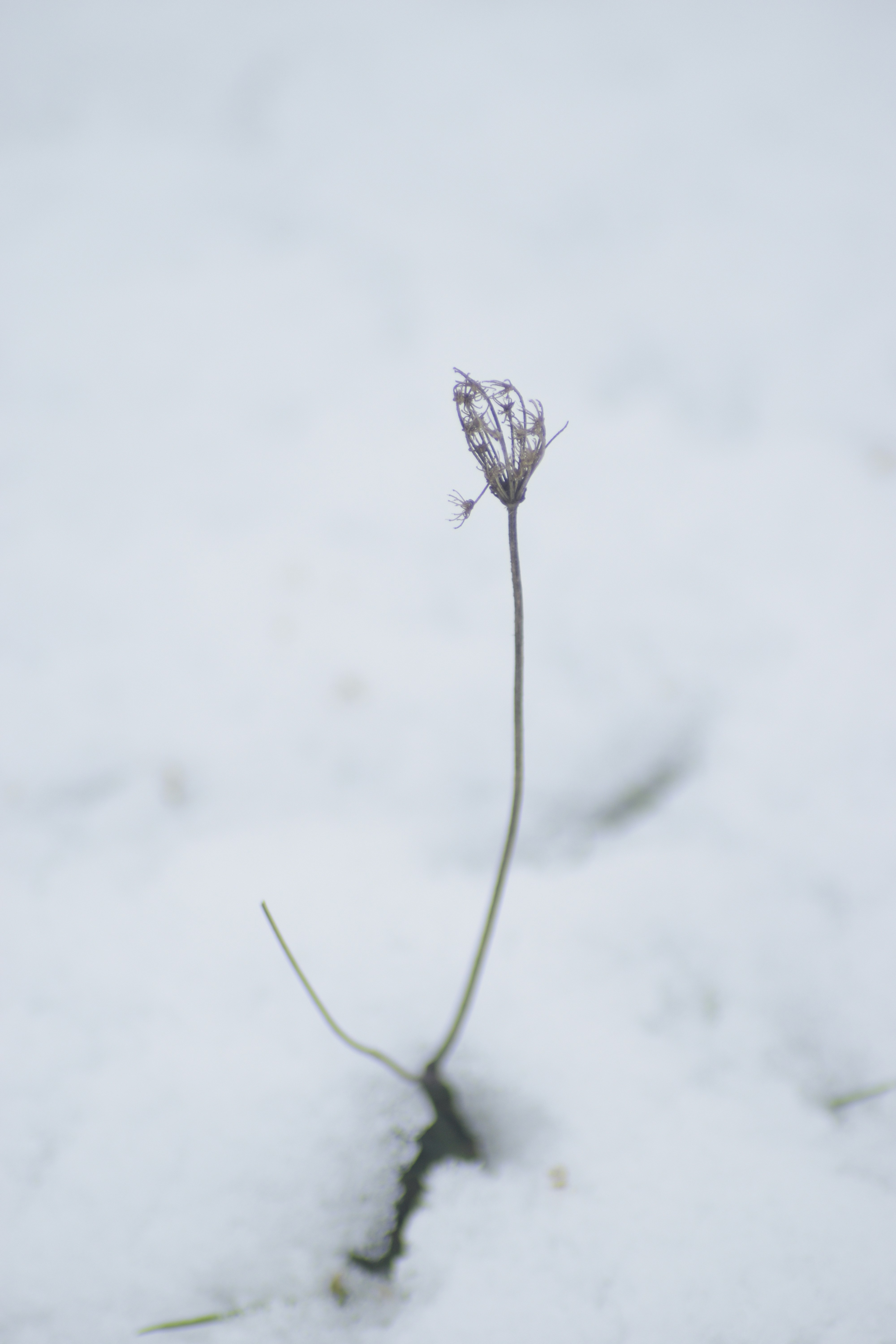 a single flower that is in the snow