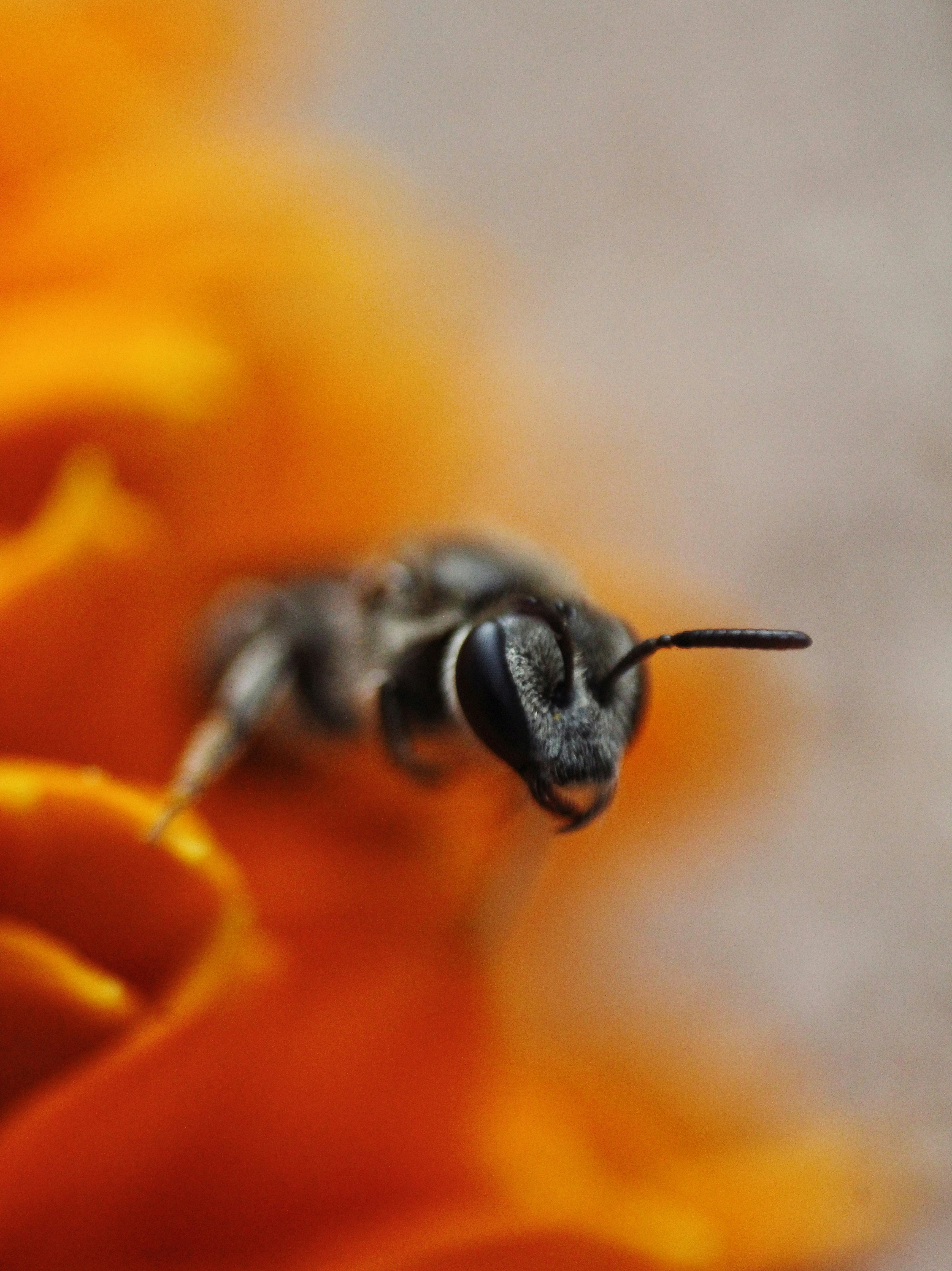 a close up of a bee on a flower