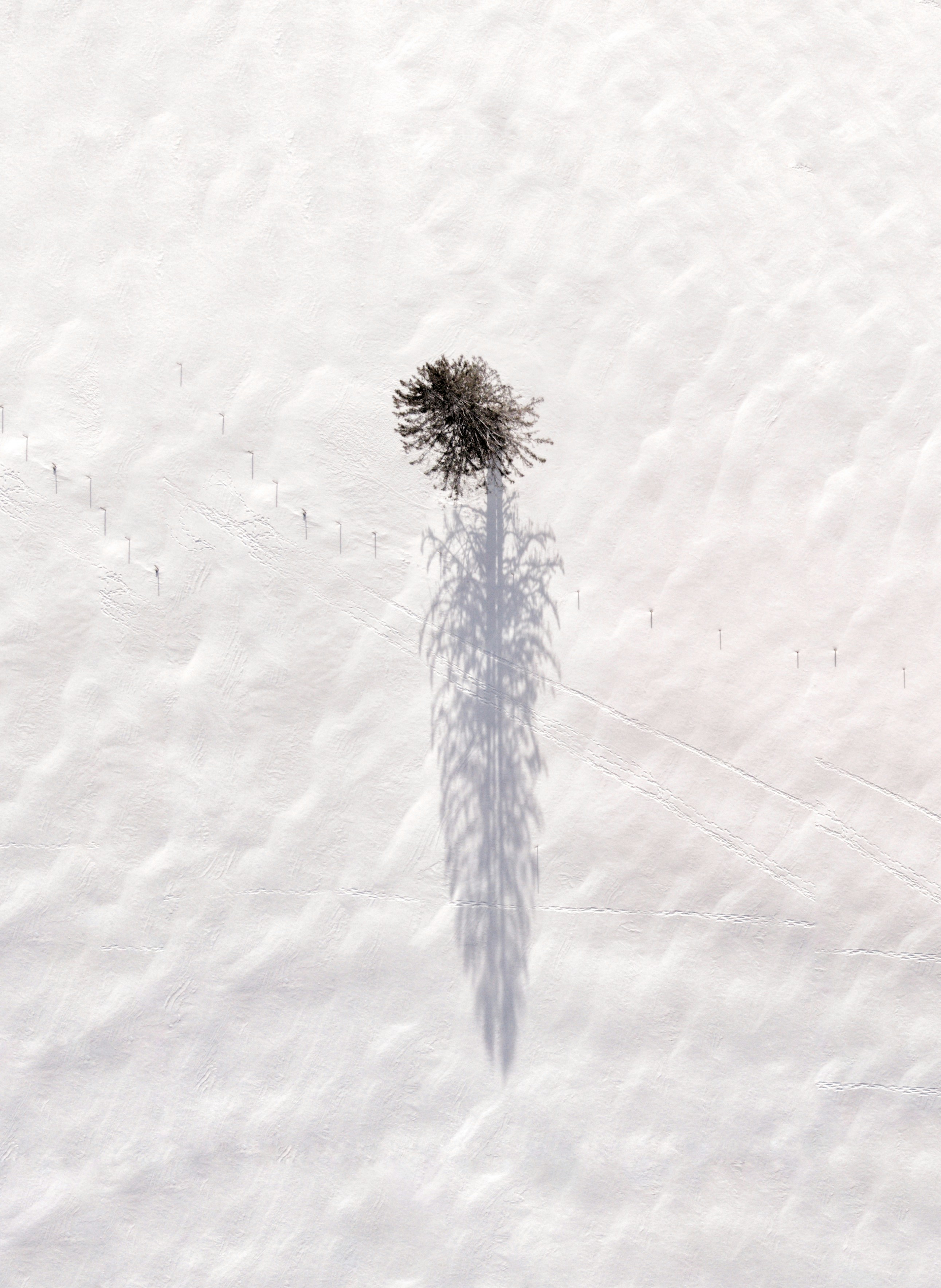 A solitary tree stands in a snowy landscape, casting a long shadow. The snow's surface shows intricate patterns, highlighting the interaction between light, shadow, and the natural terrain. The scene exudes a sense of tranquility and isolation, characteristic of a winter setting.