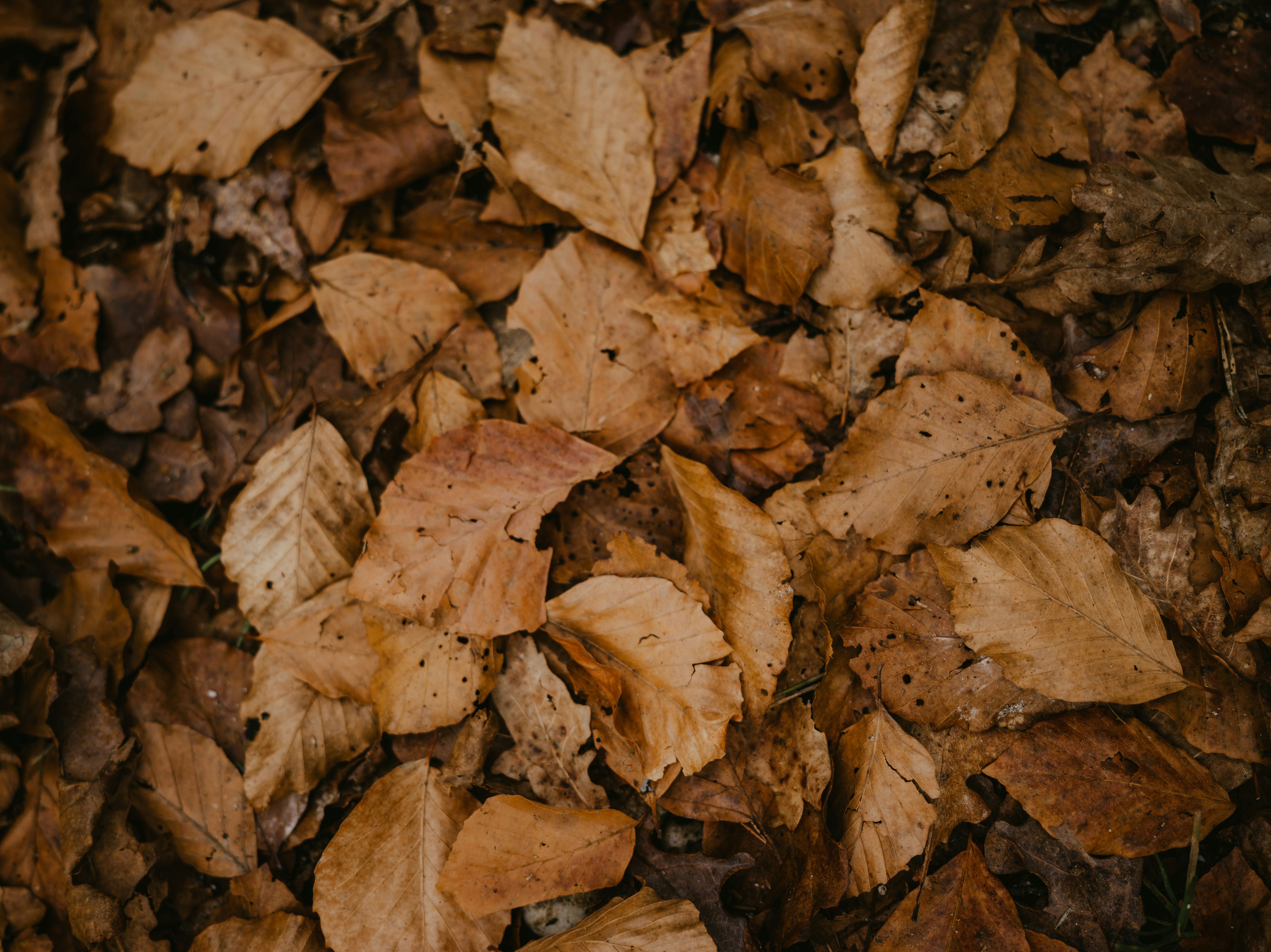 Light Brown Pictures | Download Free Images on Unsplash