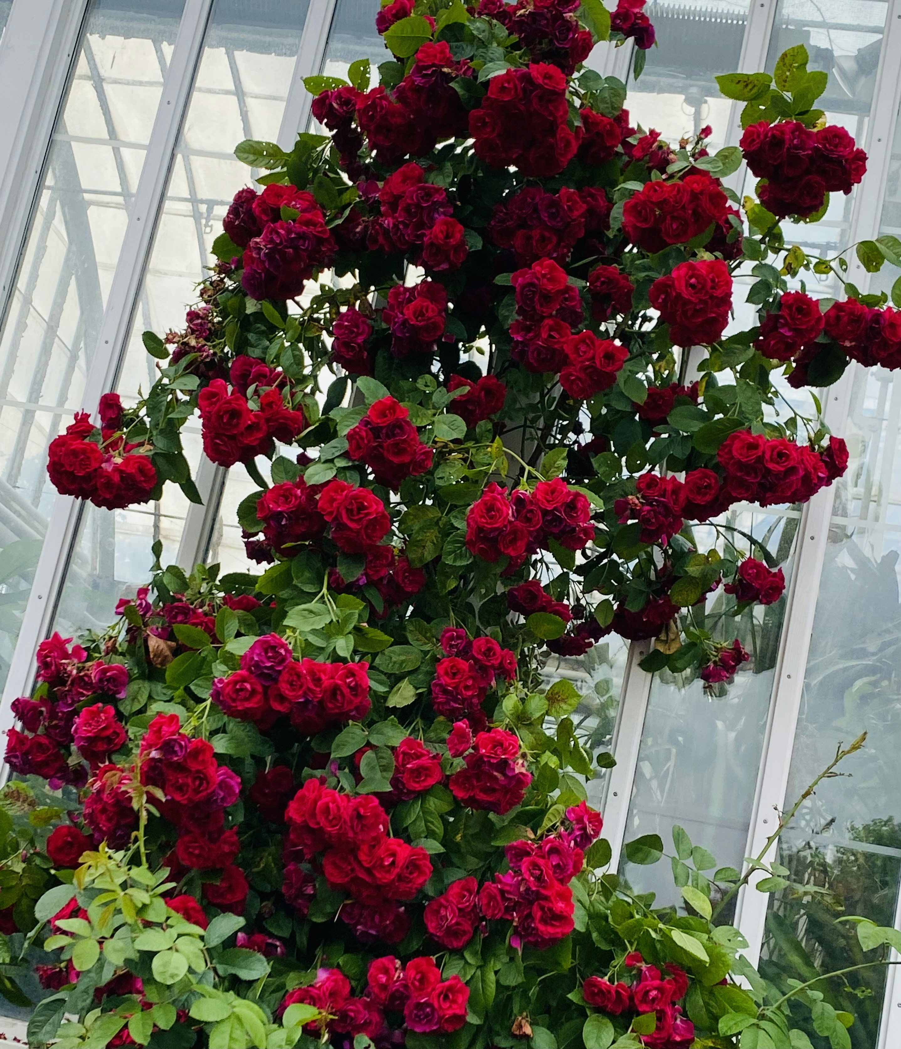 A large bush of red roses growing in a greenhouse photo – Free ...
