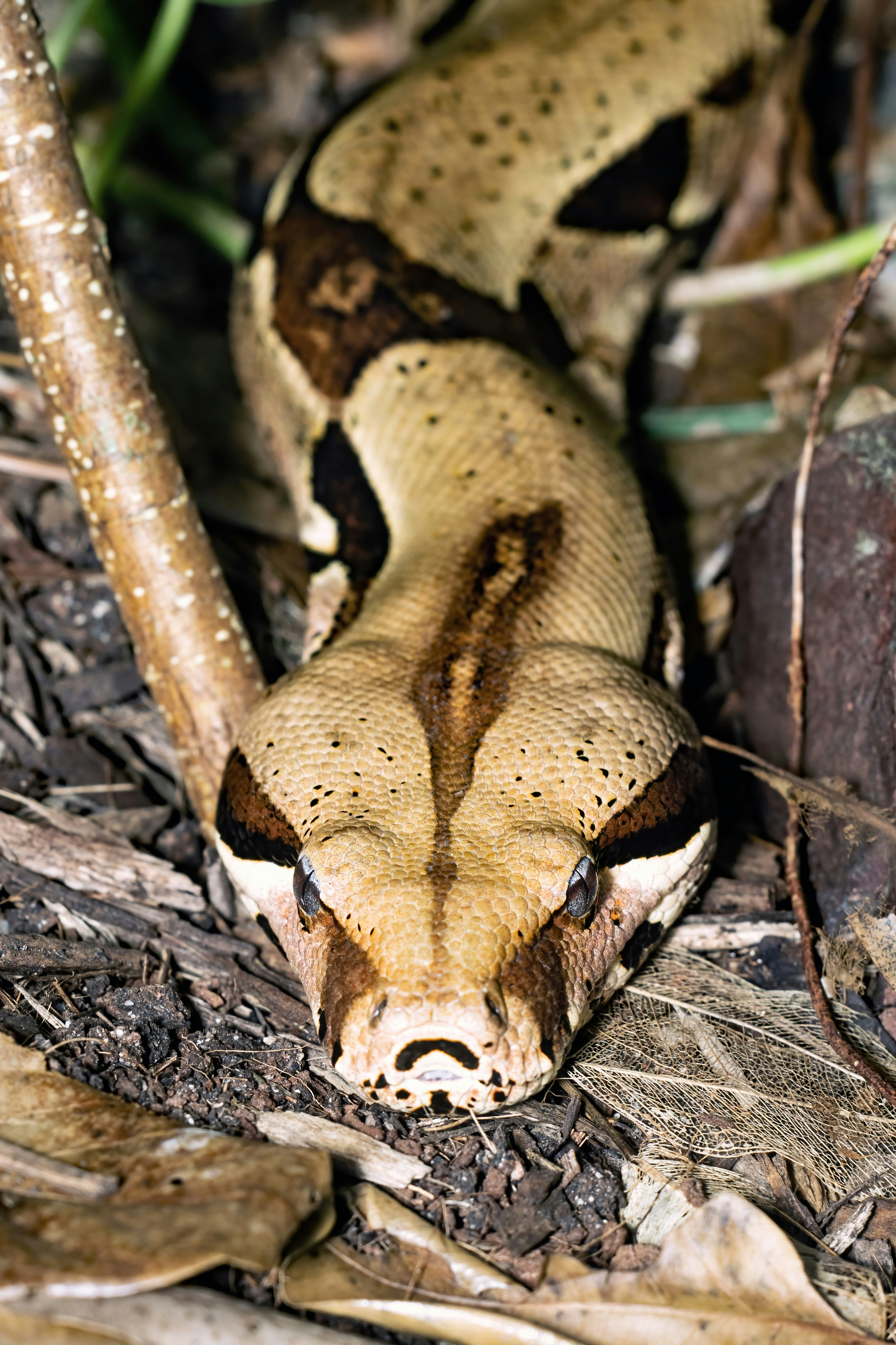 30k+ Snake Head Pictures | Download Free Images on Unsplash