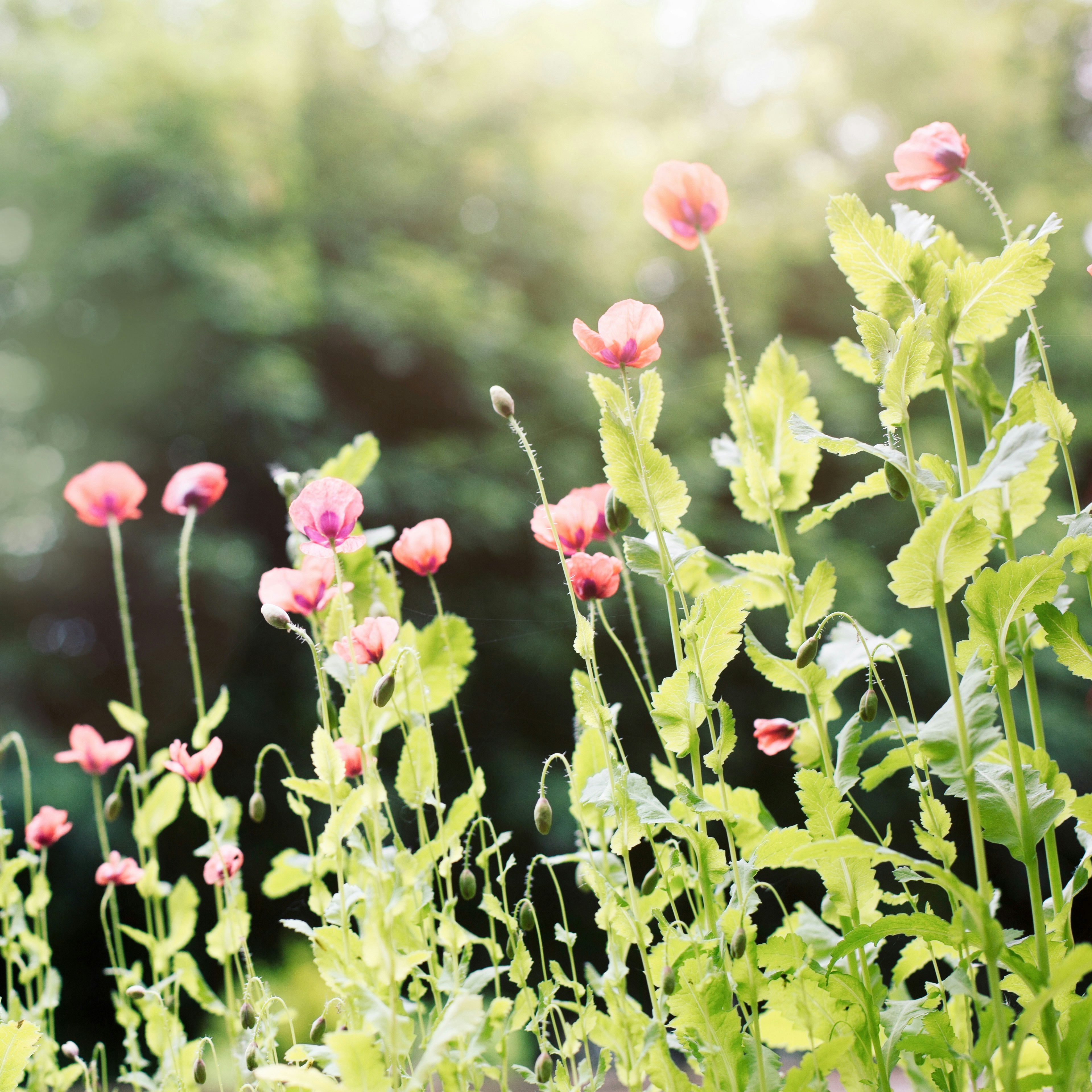 This is a colour photographic image of sunlit poppies.