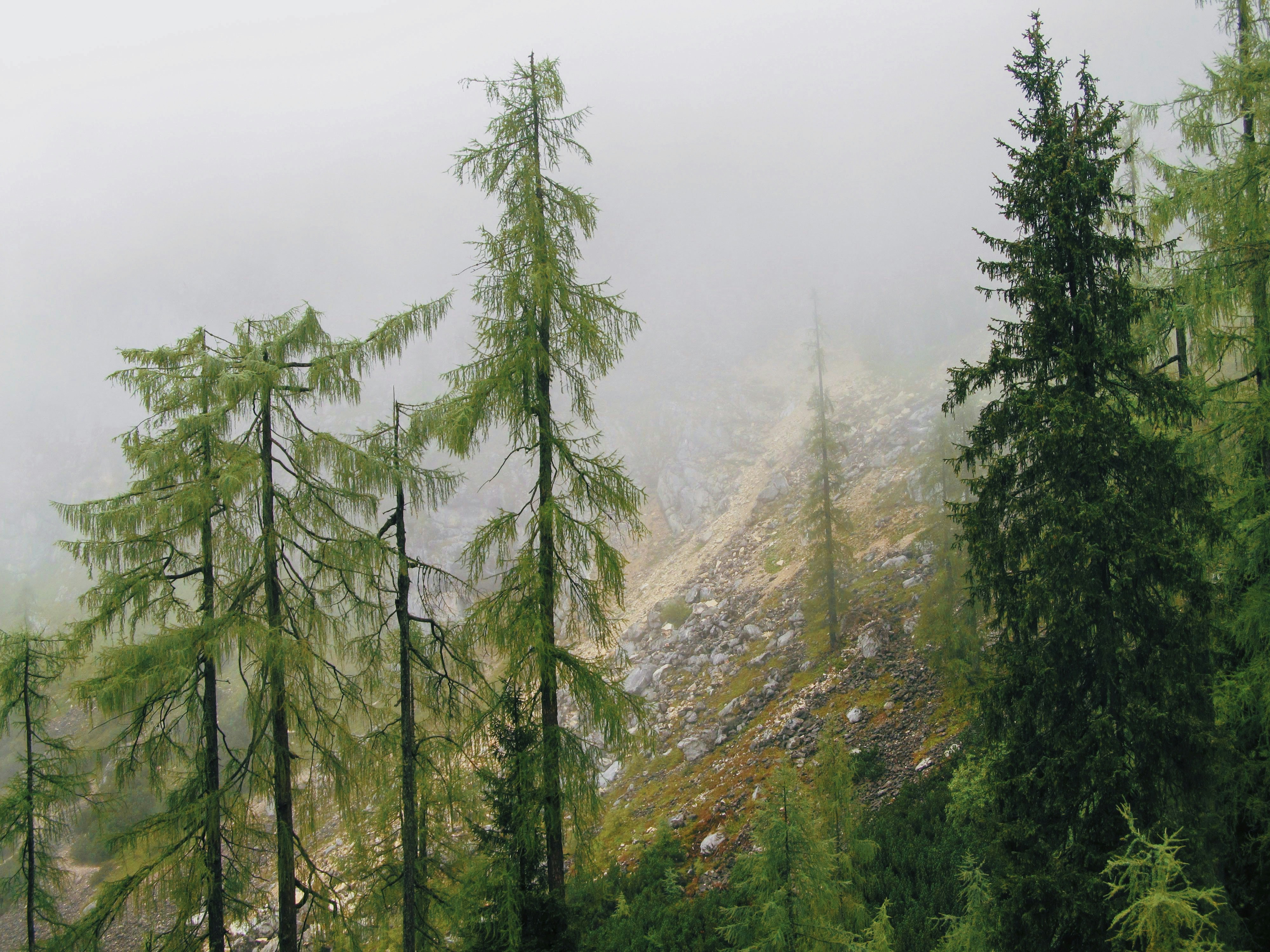 A group of trees on a mountain side photo – Free Tree Image on Unsplash