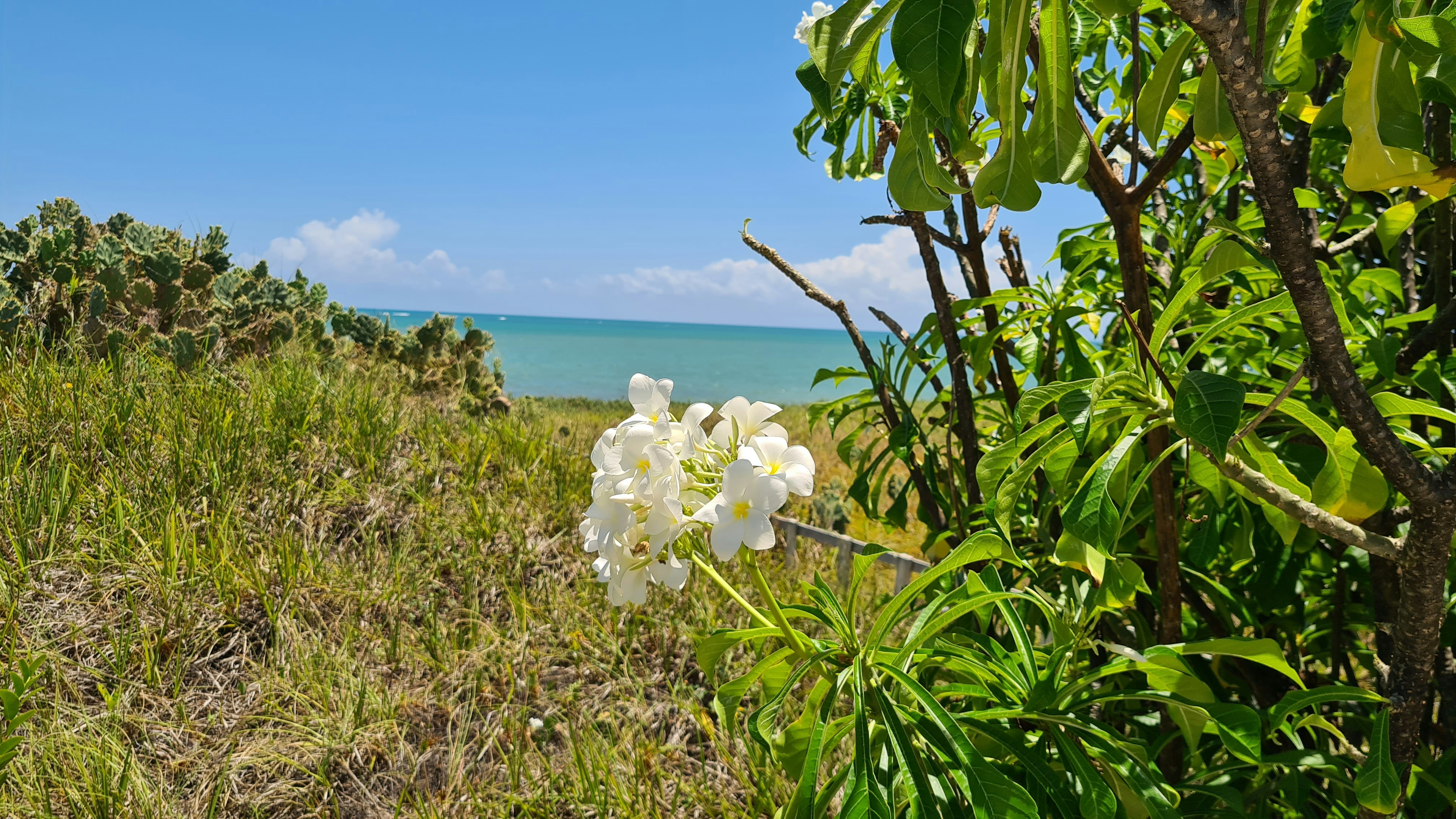 Frangipani at the Seashore: A Sunlit Coastal Portrait