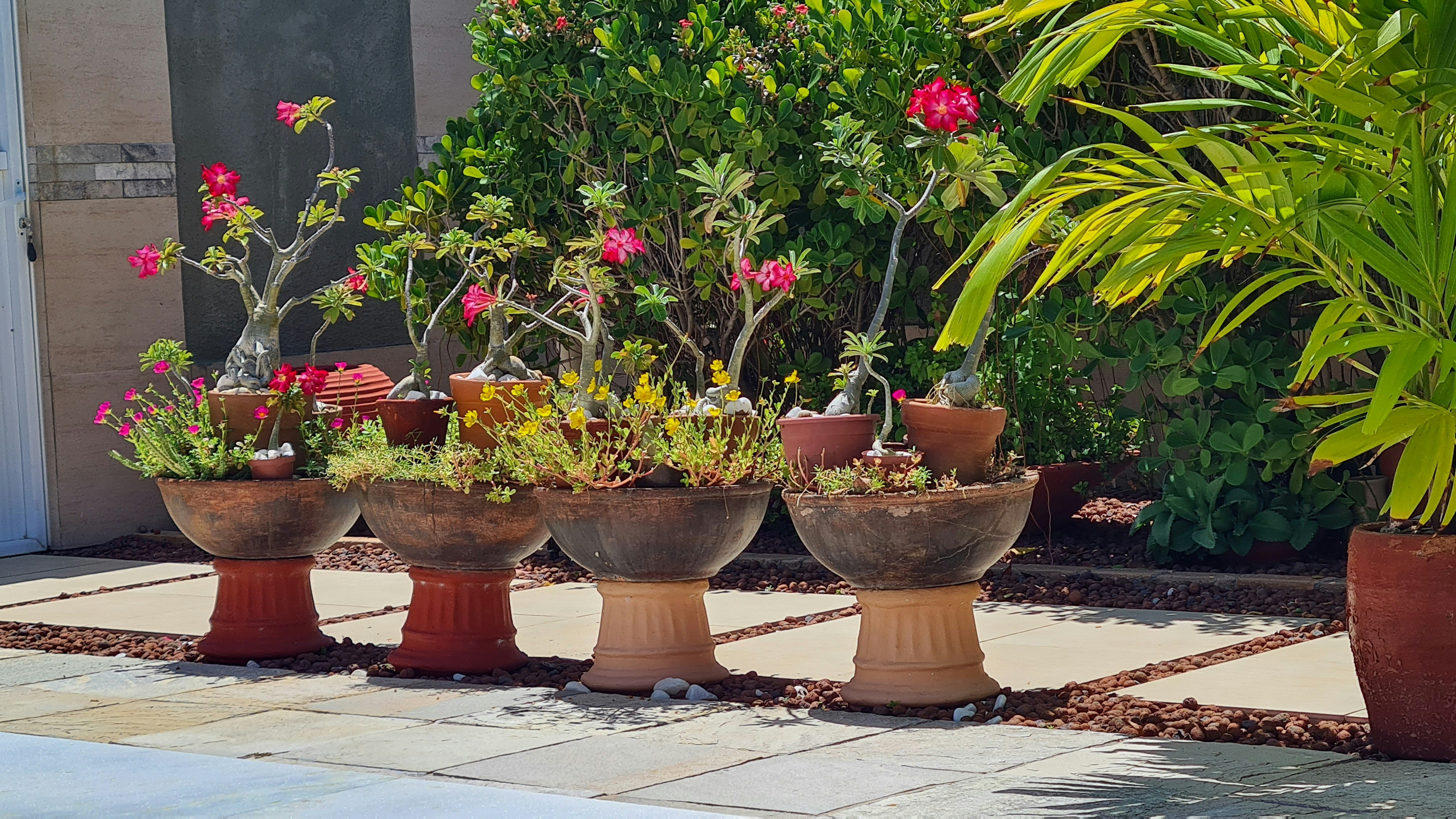 a group of potted plants sitting on top of a tiled floor