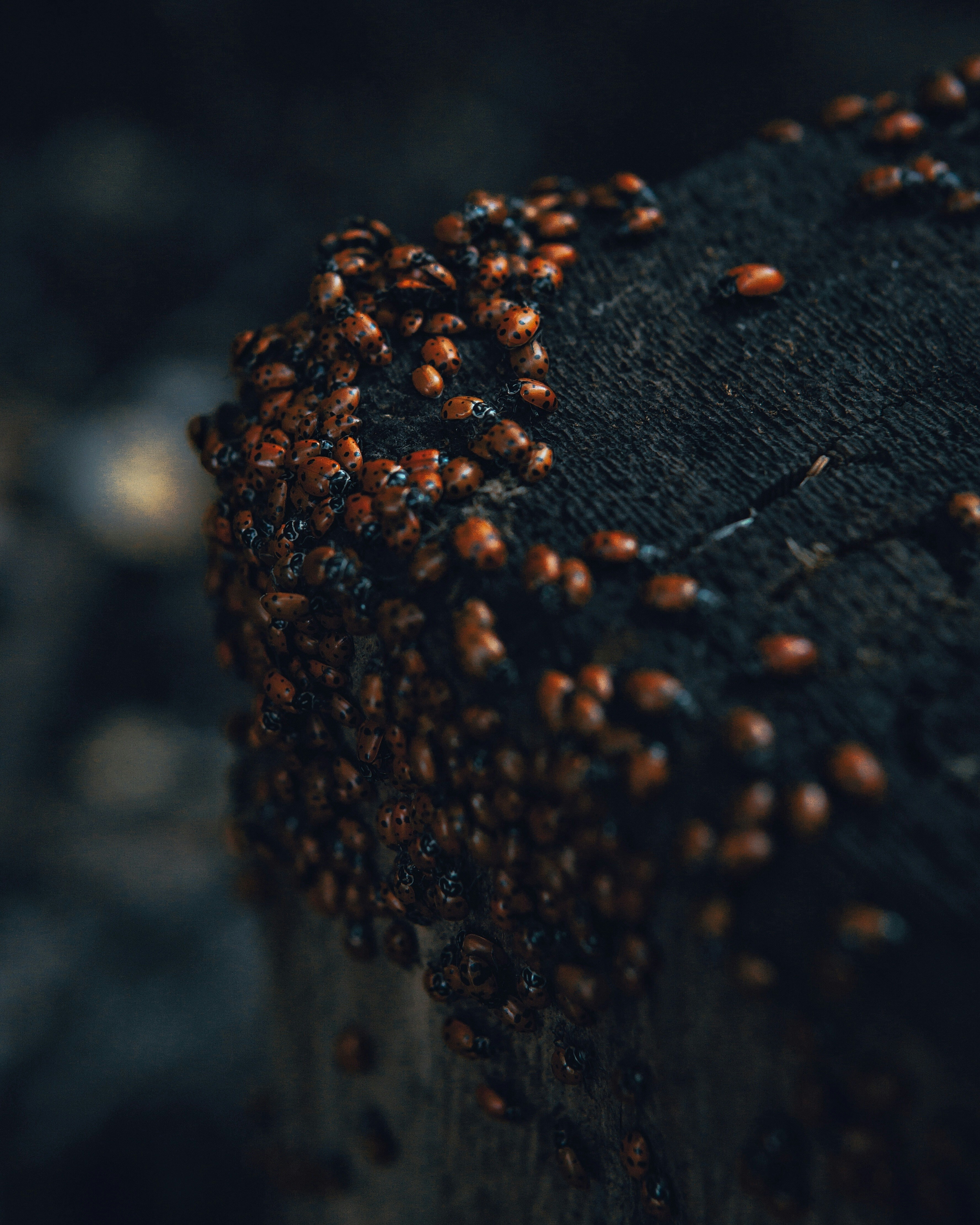 A close up of a bunch of bugs on a piece of wood photo – Free Portland ...
