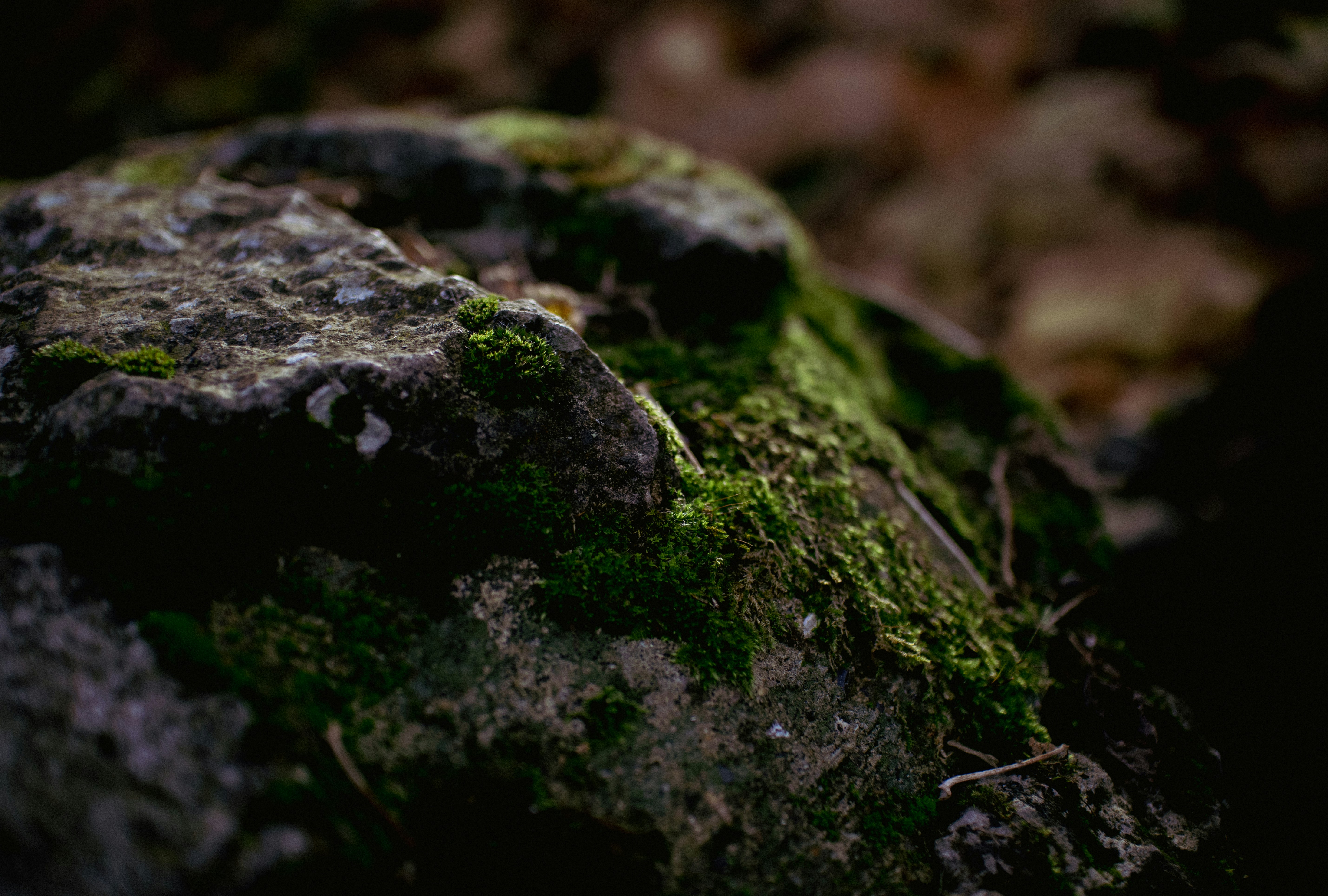 Photo by Joshua J with Canon EOS M50 Mark II