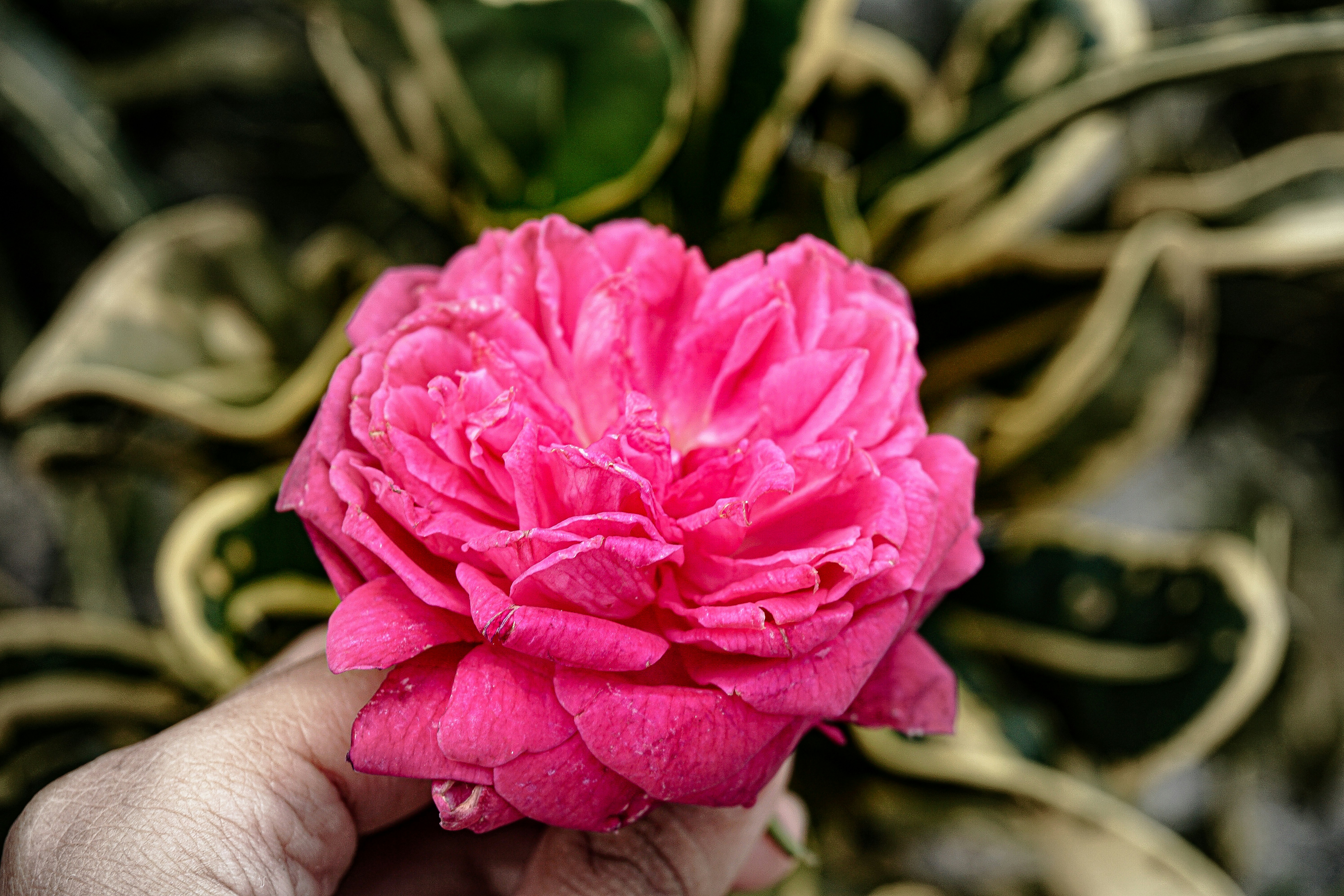 Pink Camellia-like Rose Held in a Hand Against Foliage