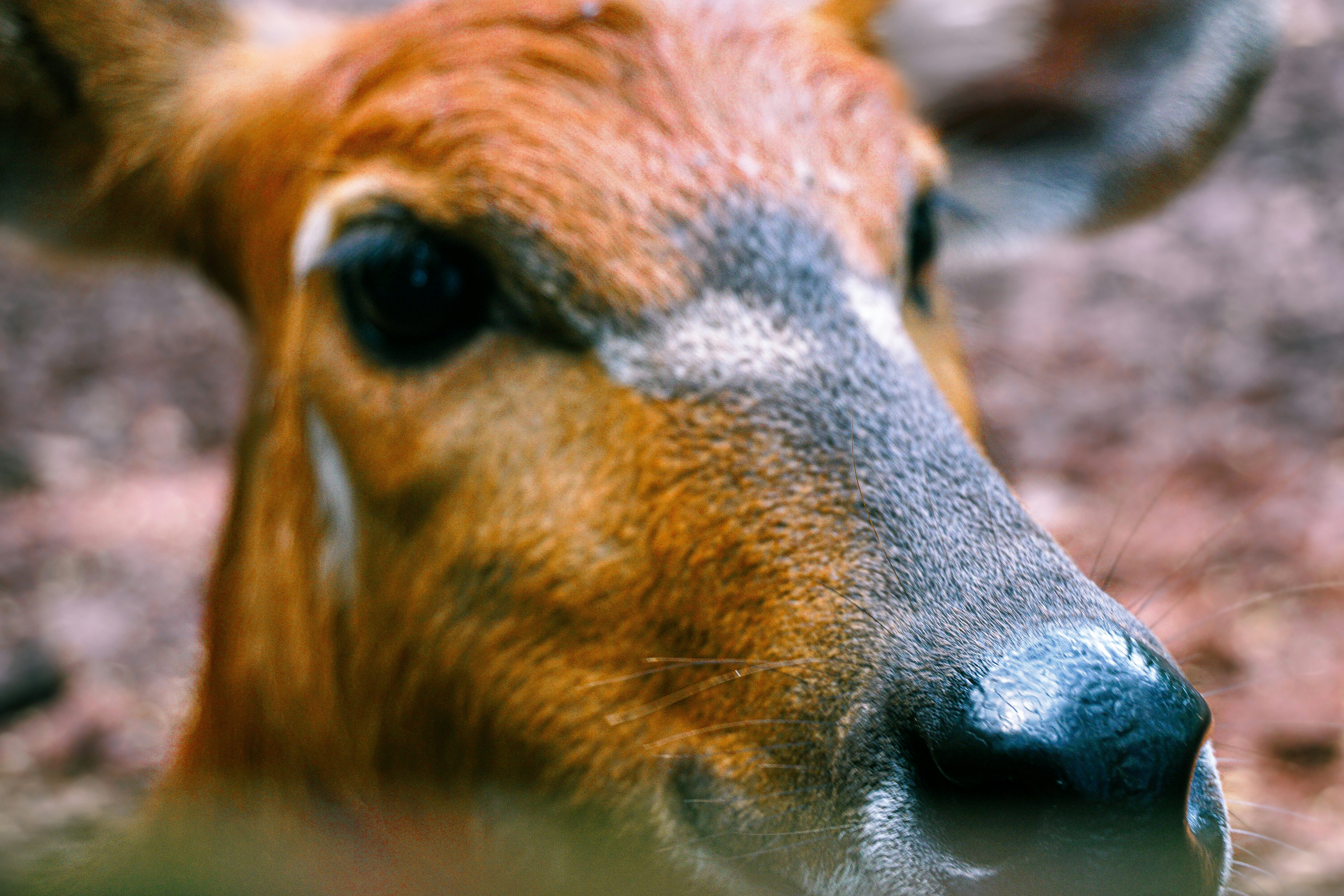 A close up of a deer's face with a blurry background photo – Free ...