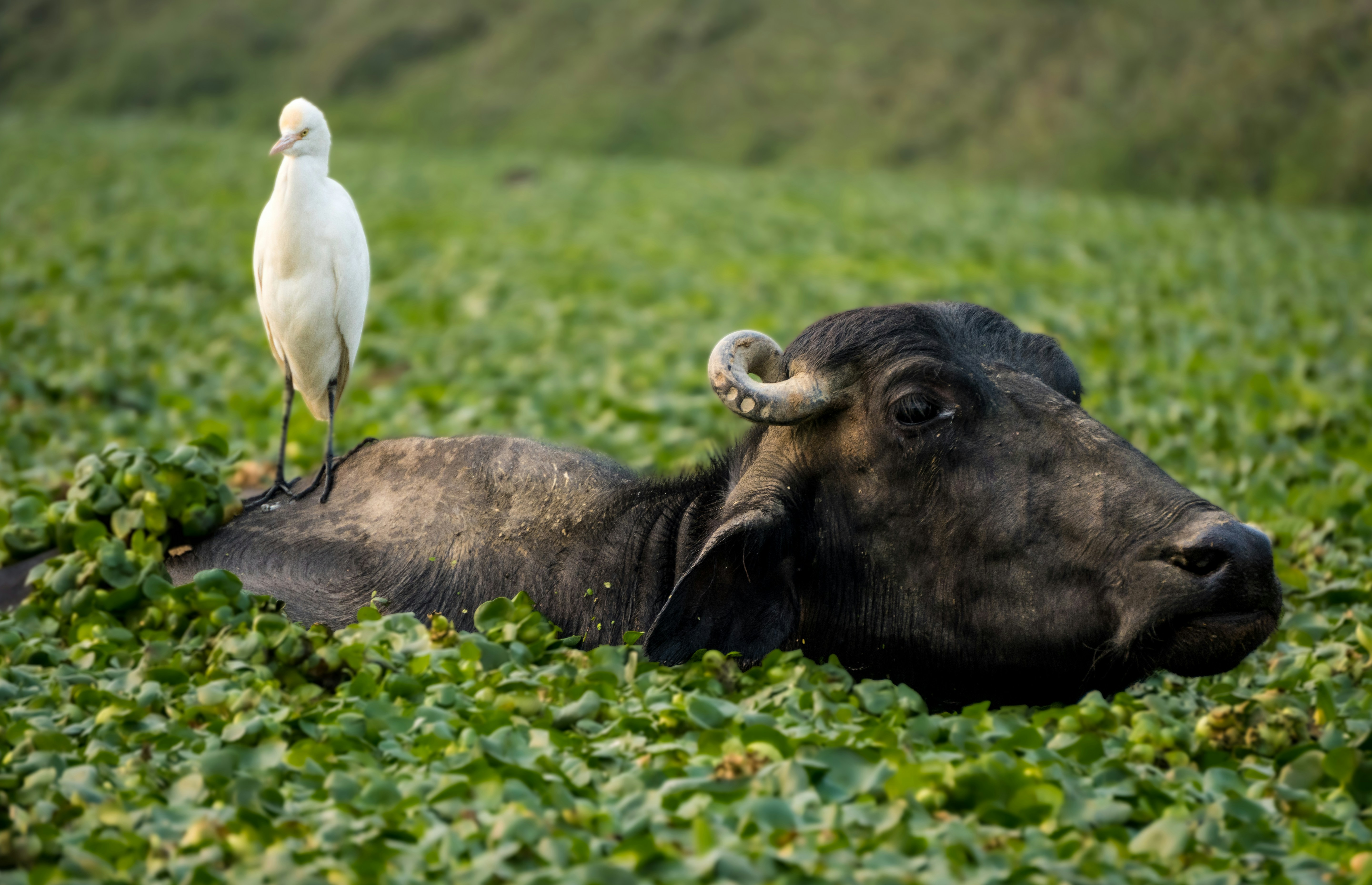 Bagula Fotos | Baixe imagens gratuitas na Unsplash