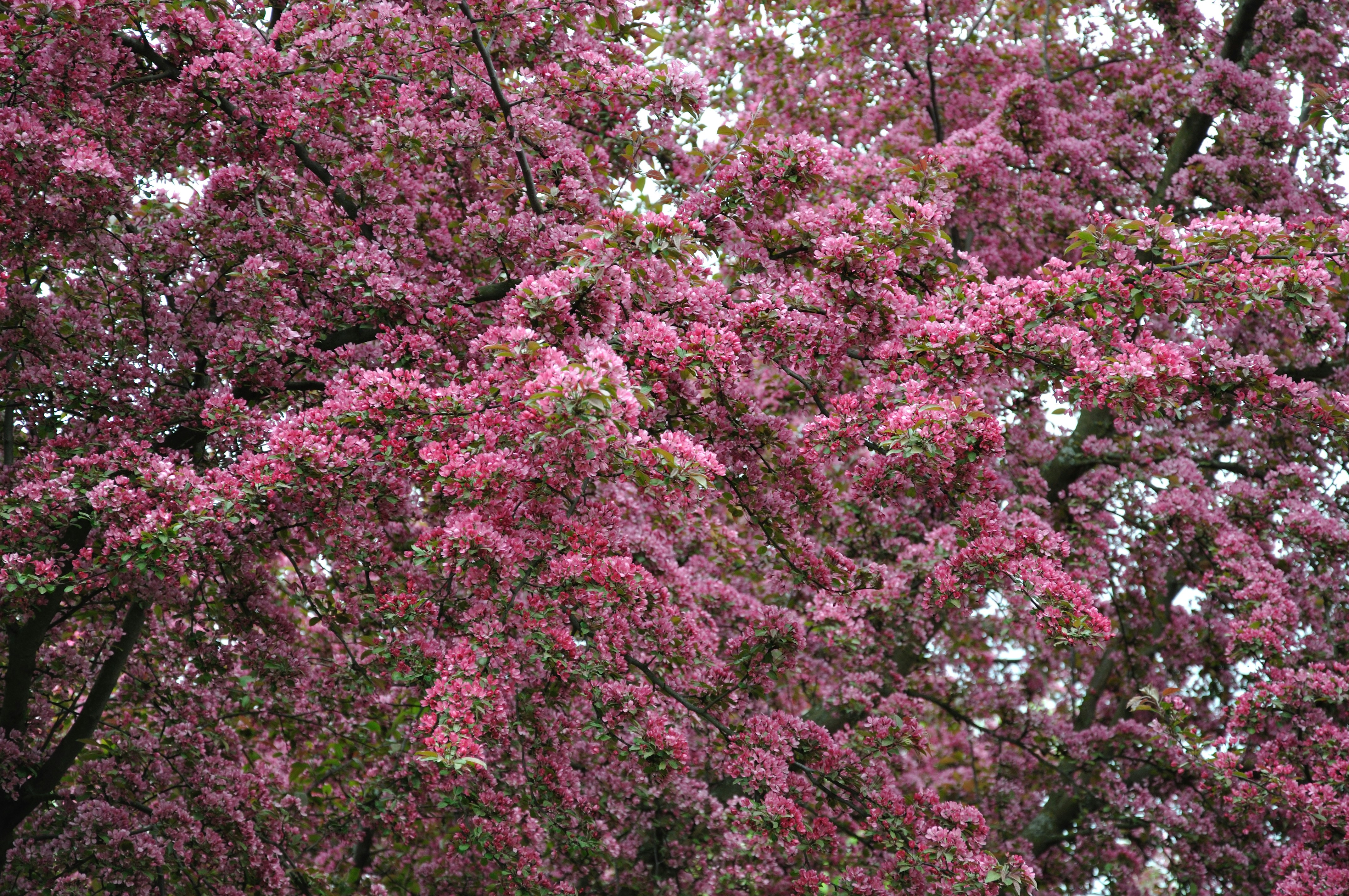 spring blossom background