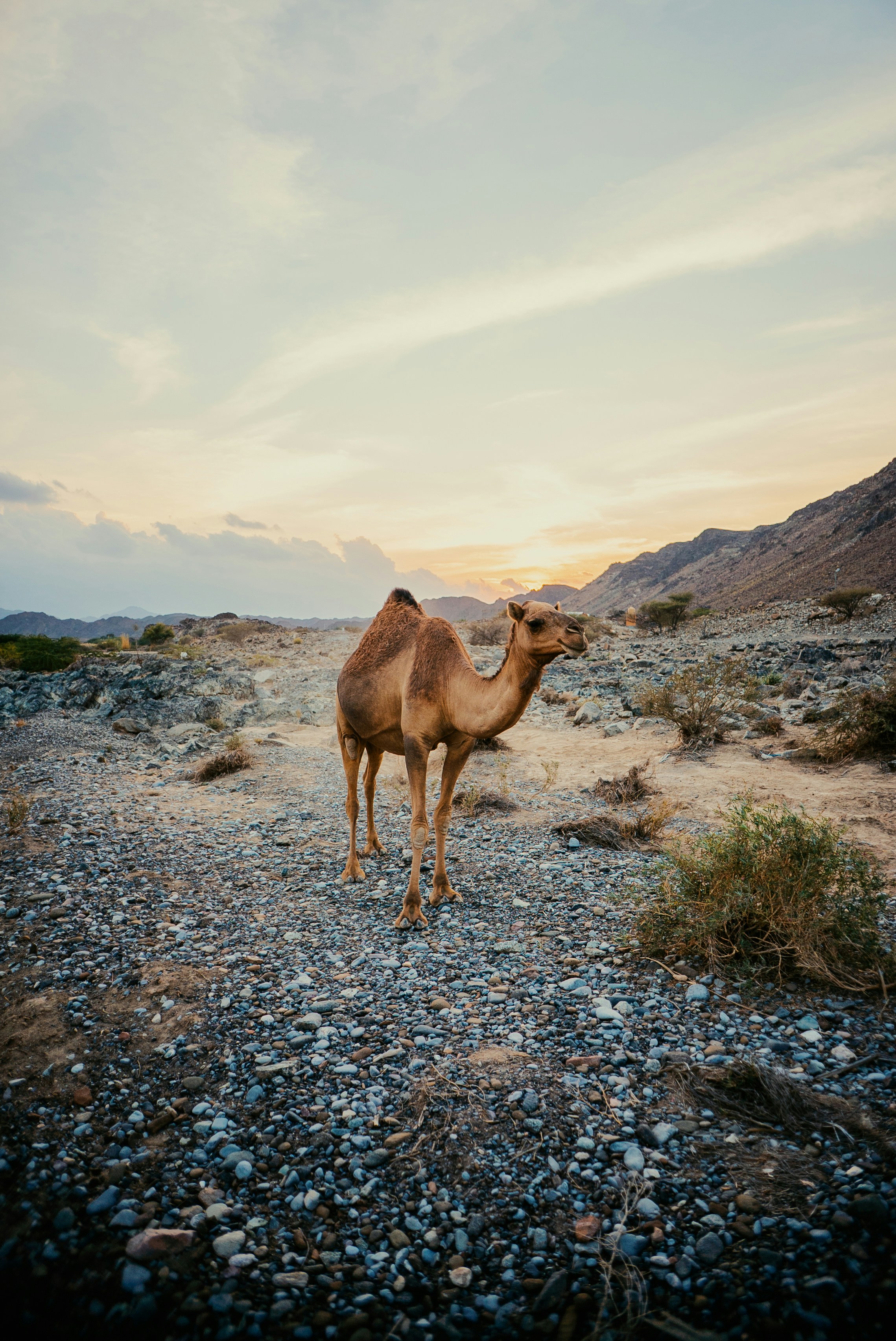 a camel standing in the middle of a desert