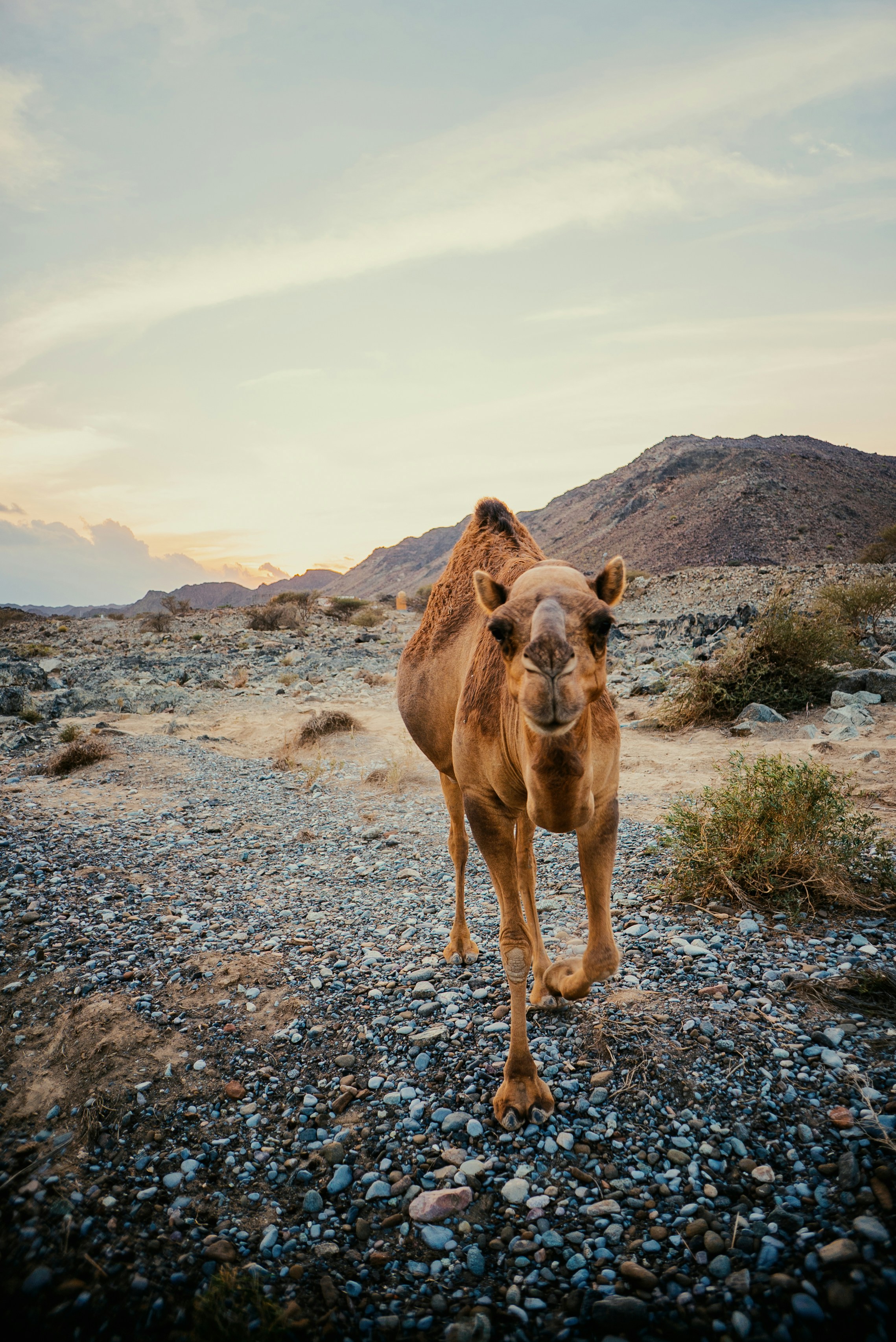 Pebble Desert at Dusk: A Camel Steps Toward the Distant Ridge