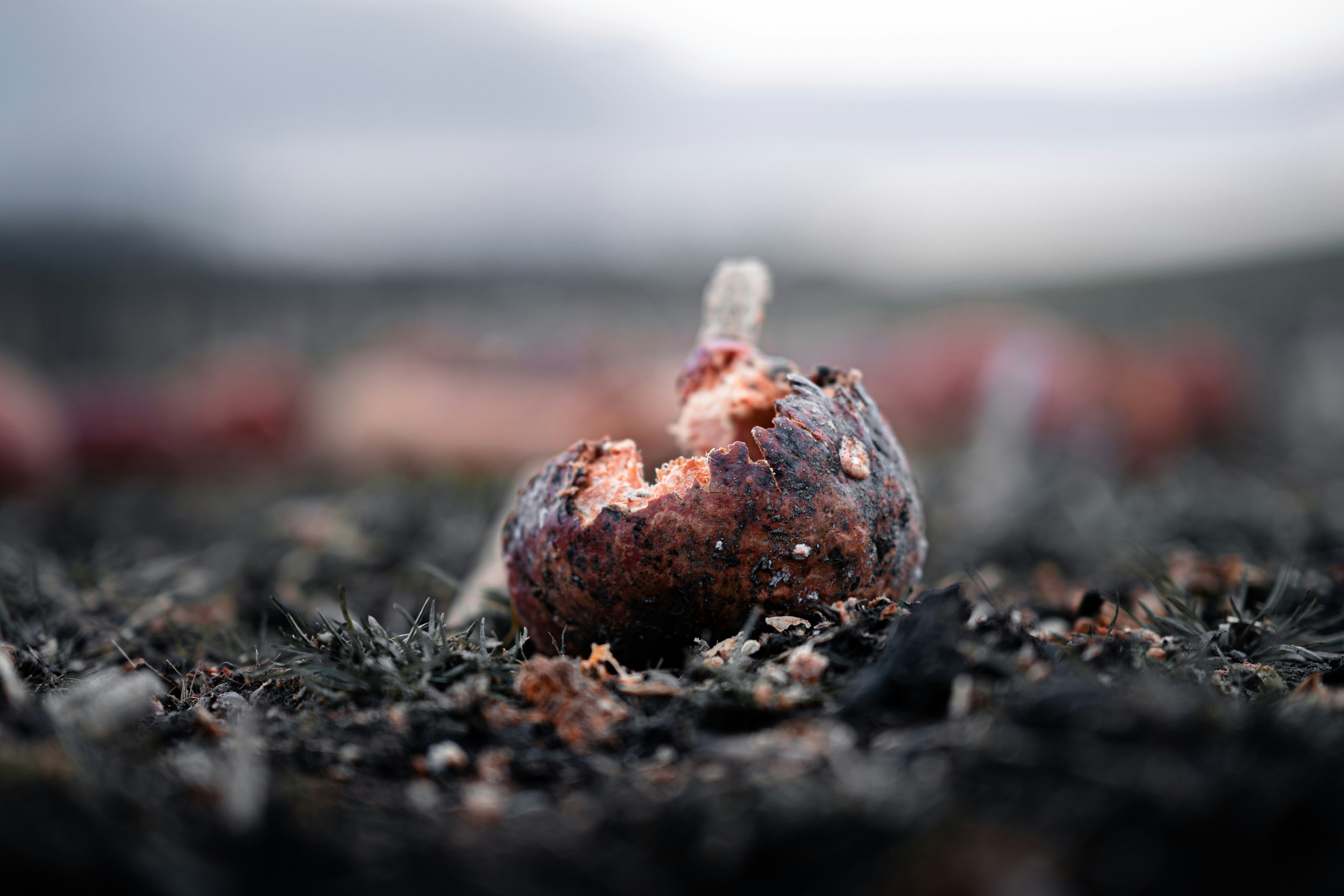 Charred seed, new ember: a close-up on the ash-strewn ground