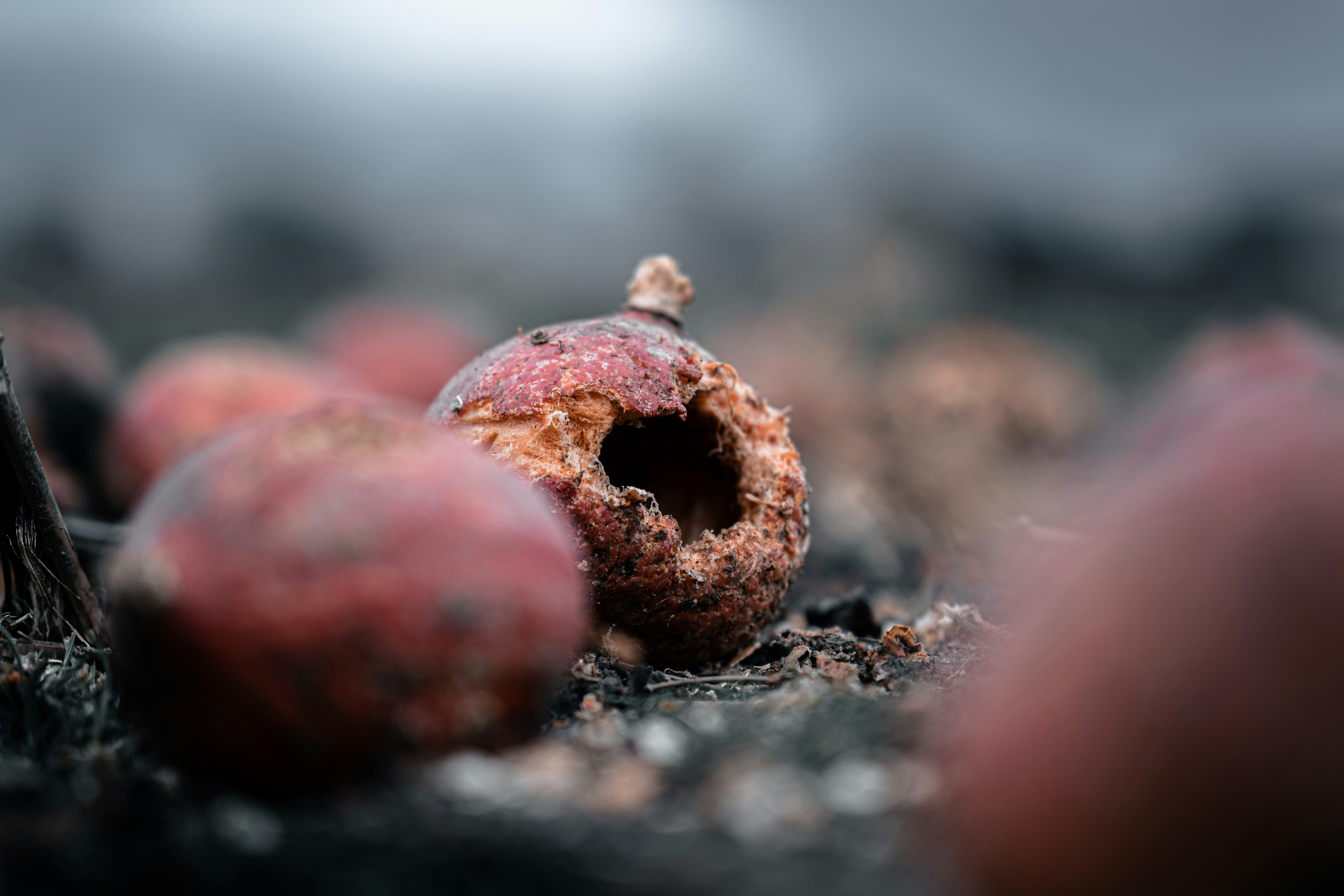 Cracked fruit on a charred field: a close-up of decay